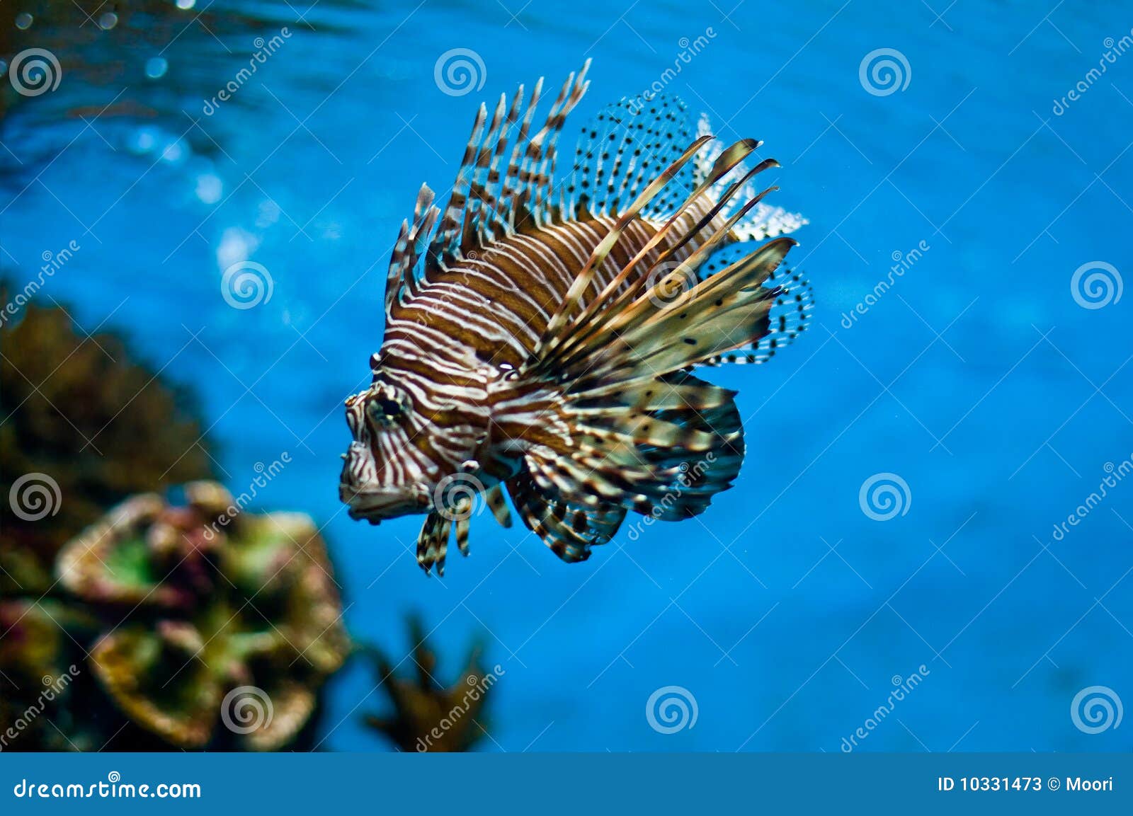 Lion fish stock image. Image of nature, aquatic, underwater - 10331473