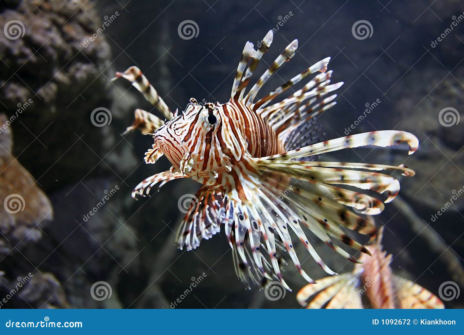 Lion Fish In The Red Sea. Royalty-Free Stock Photography ...