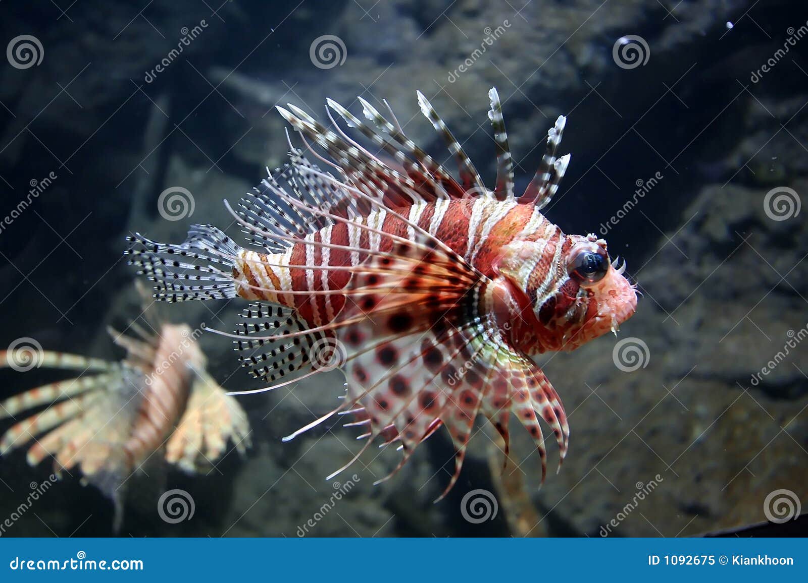 Lion Fish In The Red Sea. Royalty-Free Stock Photography ...