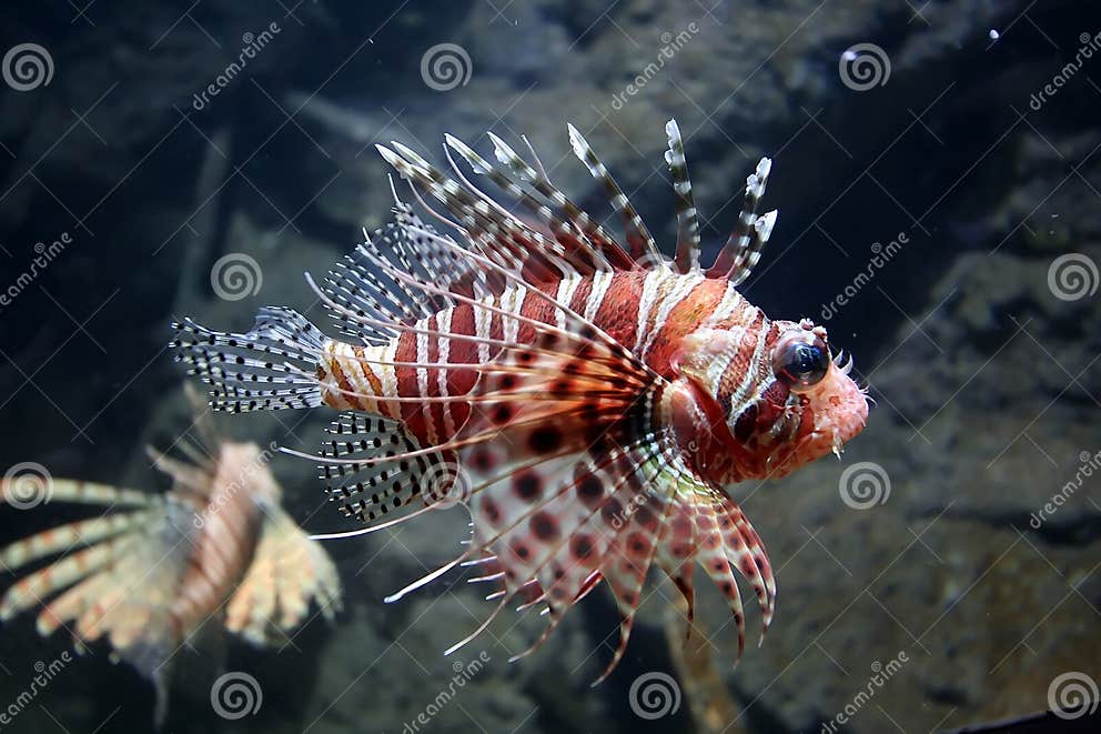 Lion Fish stock image. Image of bottom, poisonious, island - 1092675