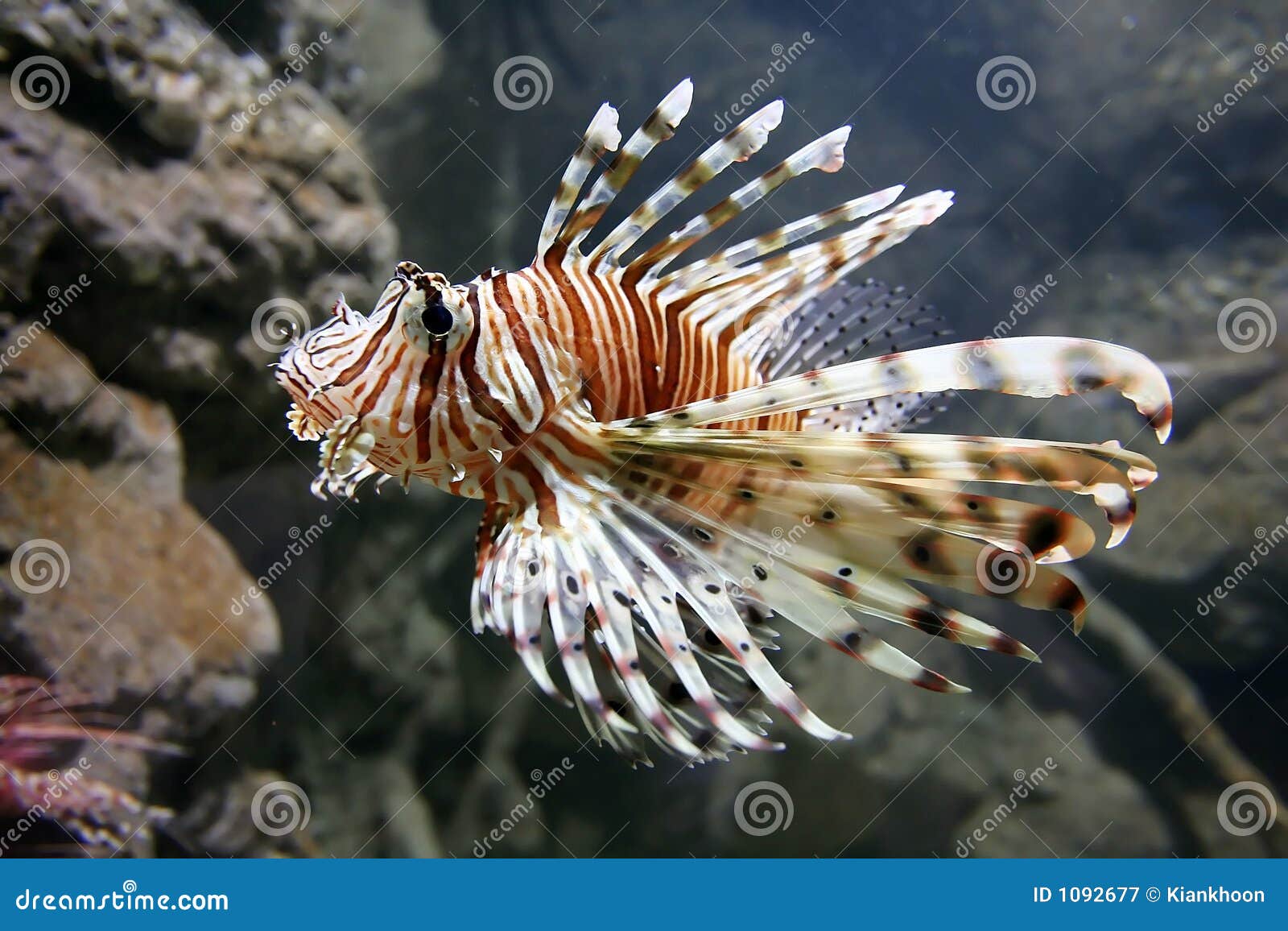 Lion Fish stock image. Image of salt, bottom, fishes, diver - 1092677