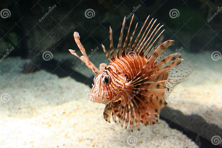 Lion Fish stock photo. Image of swim, gill, salt, tank - 1267218