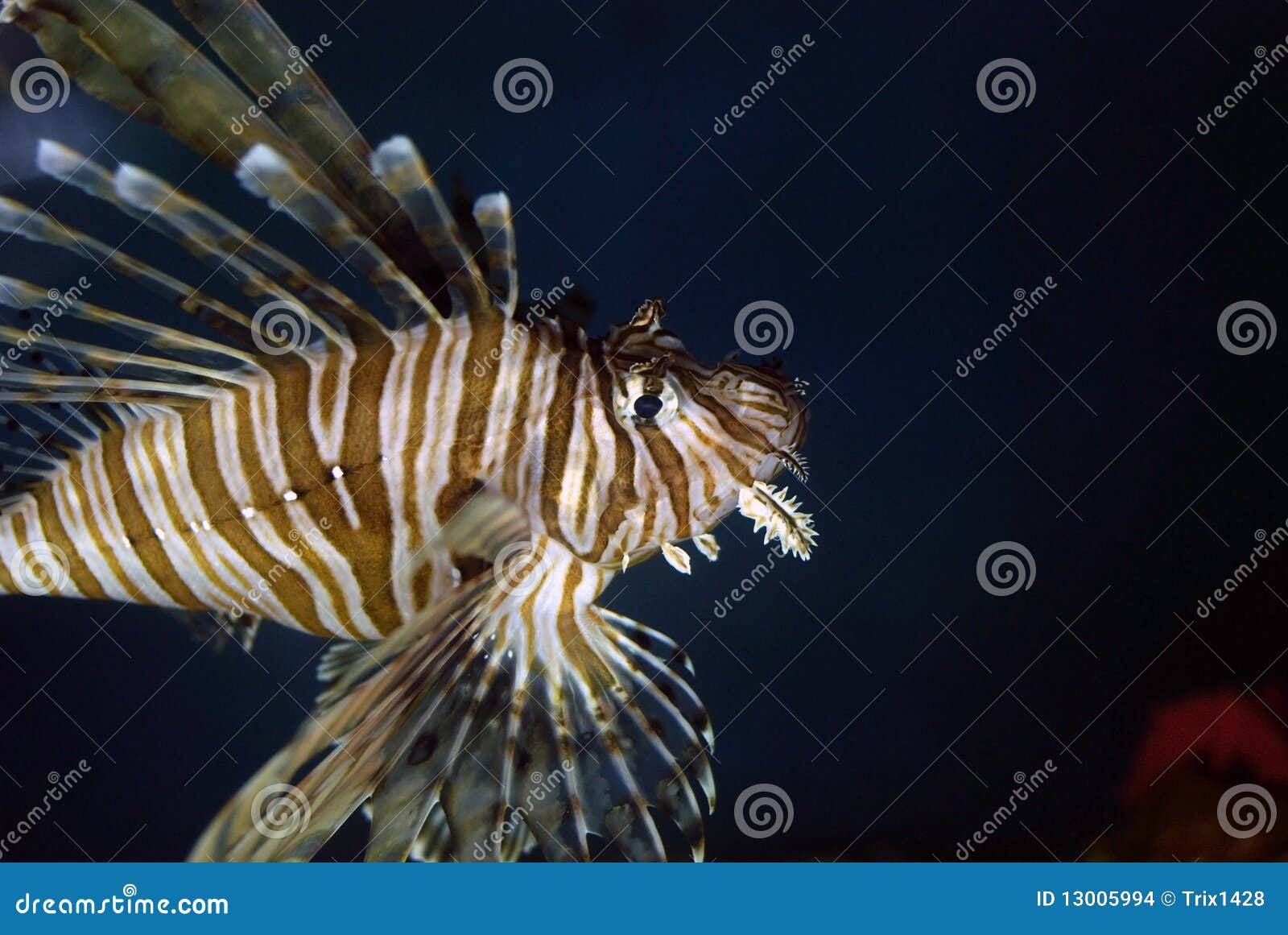 Lion Fish stock photo. Image of fish, closeup, elegant - 13005994