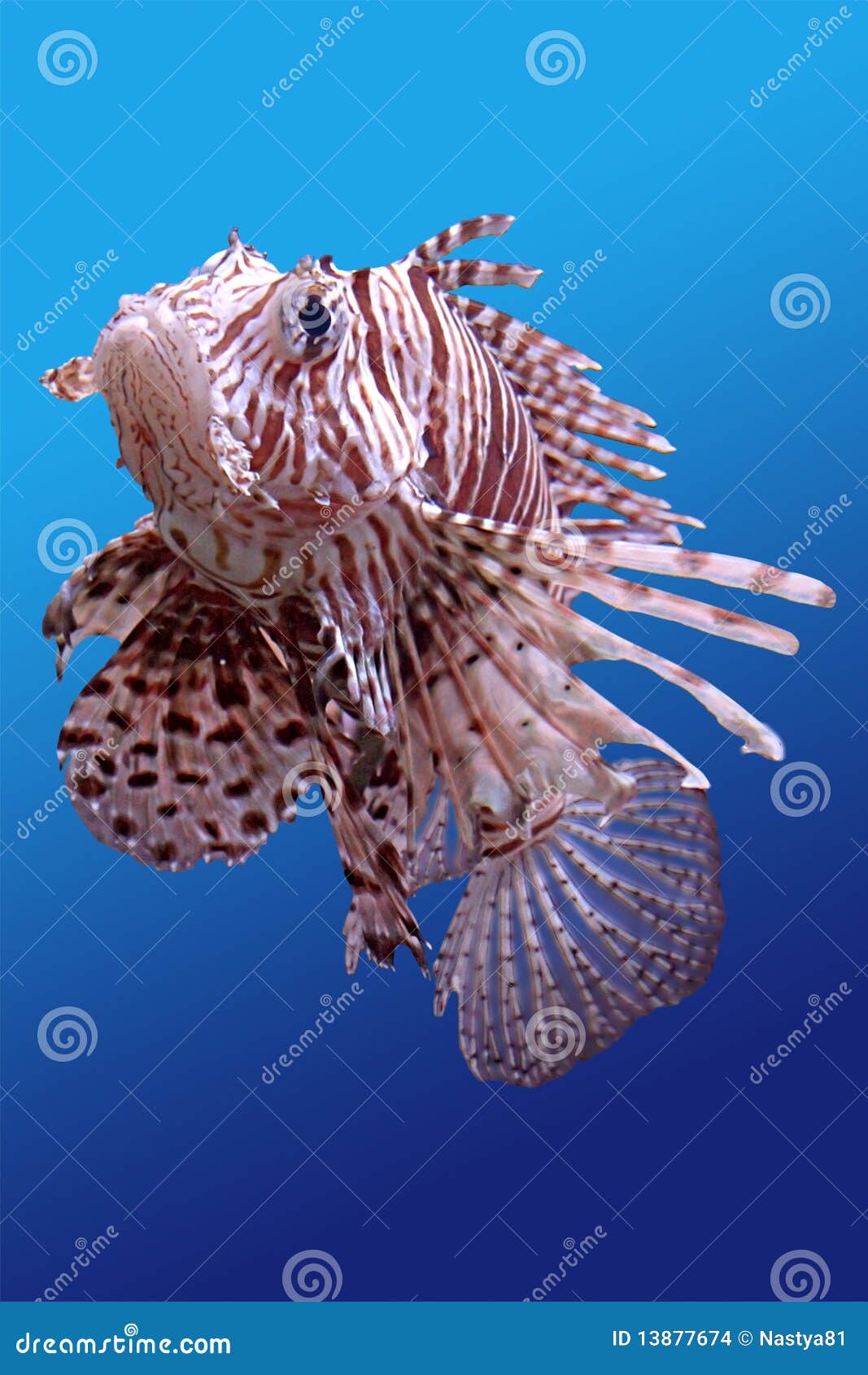 Lion-fish stock photo. Image of exoticism, beautiful - 13877674