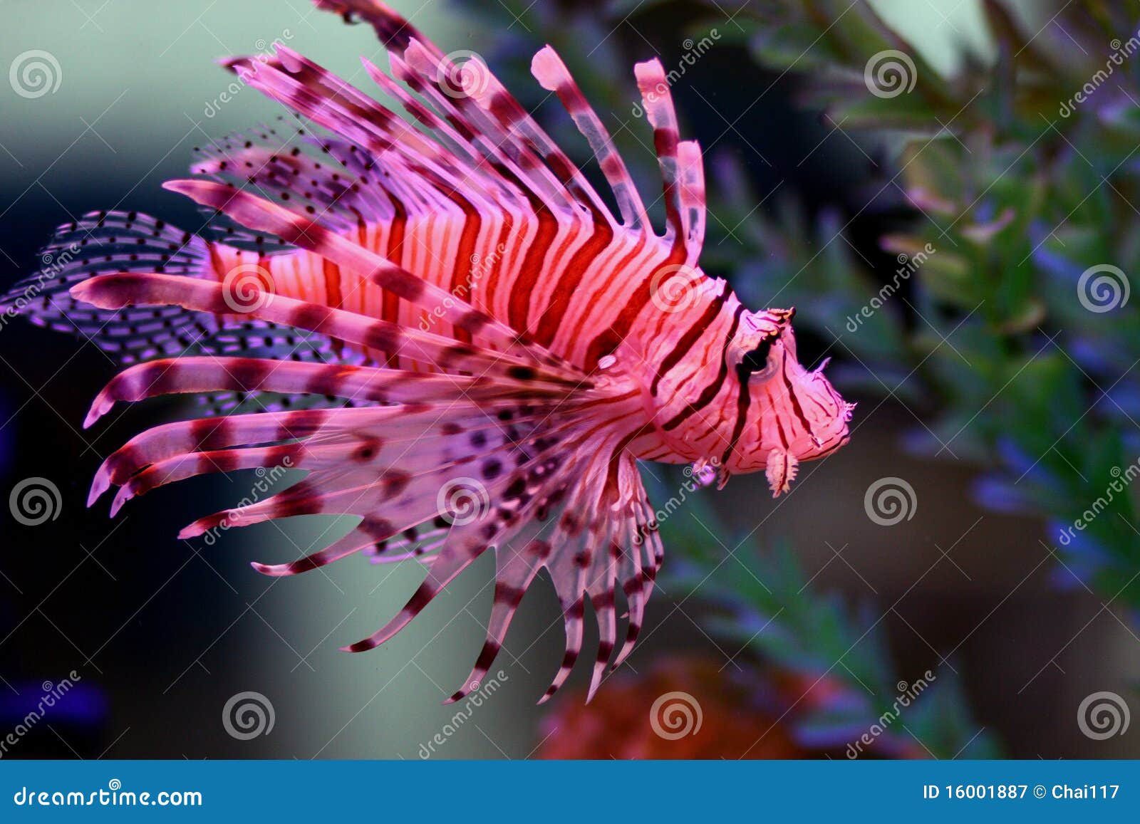 Lion Fish In The Red Sea. Royalty-Free Stock Photography ...