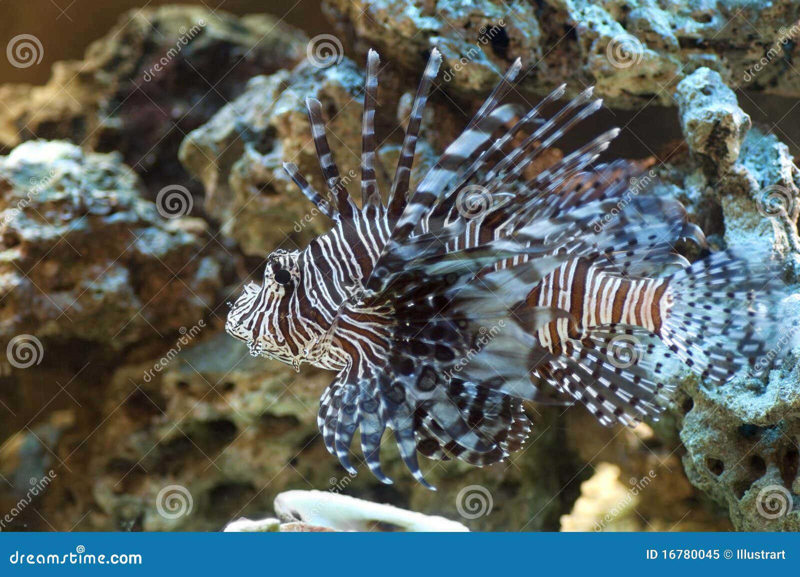 Lion fish stock image. Image of nature, ecotourism, fish - 16780045
