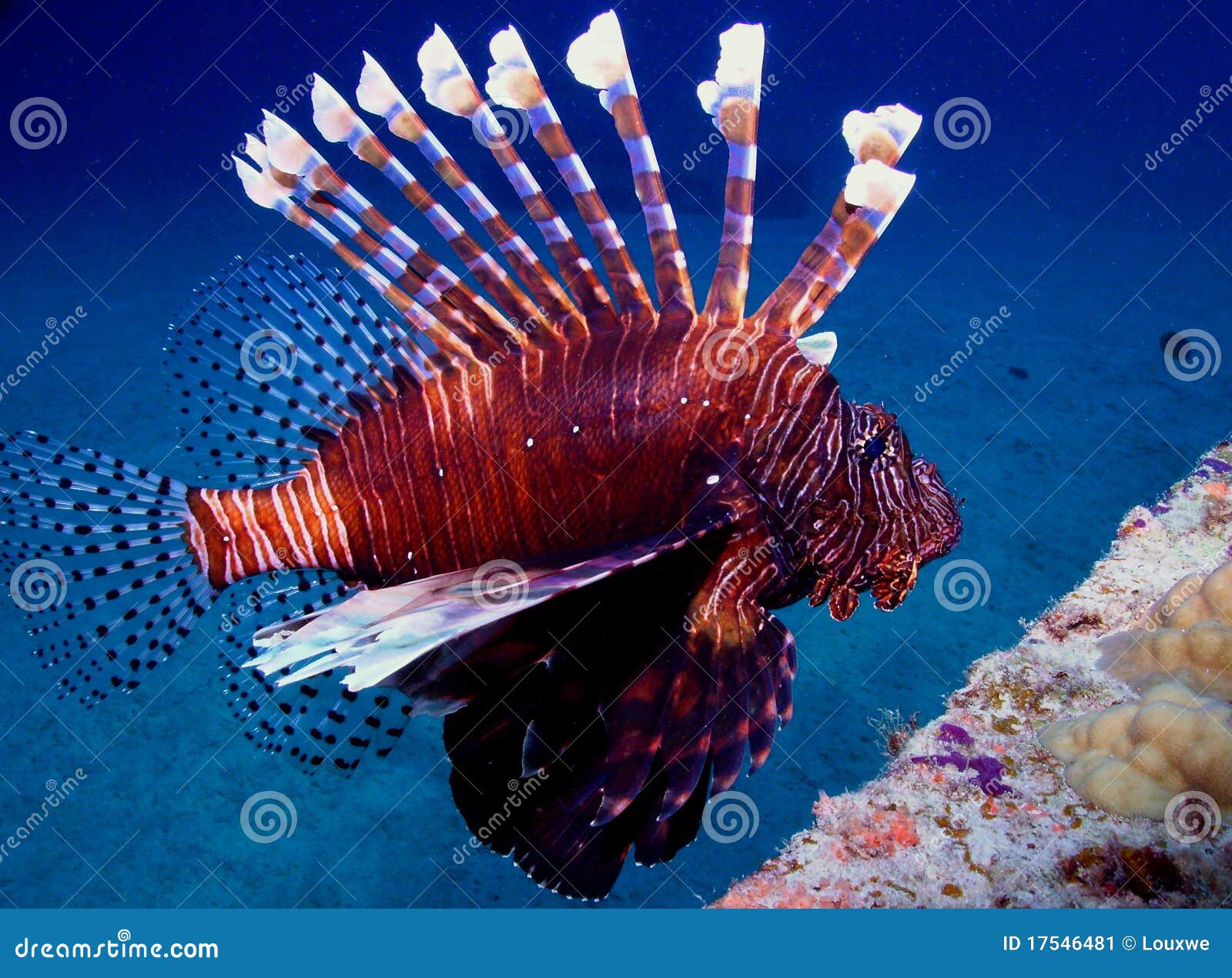 Lion Fish In The Red Sea. Royalty-Free Stock Image | CartoonDealer.com ...