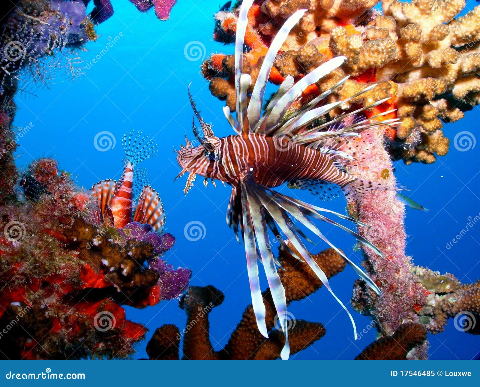 Lion Fish stock image. Image of ocean, diving, fish, nimo - 17546485