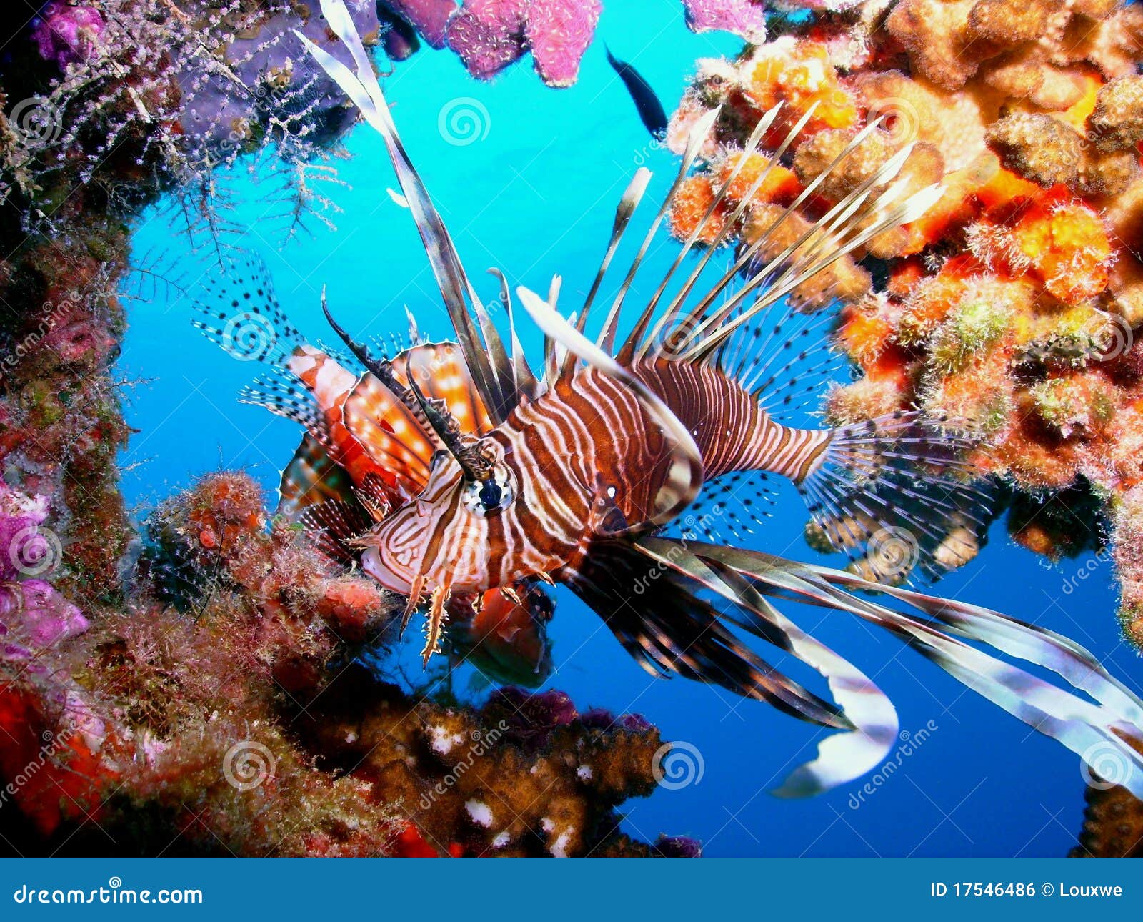 Lion Fish stock photo. Image of nimo, lion, fish, diving - 17546486