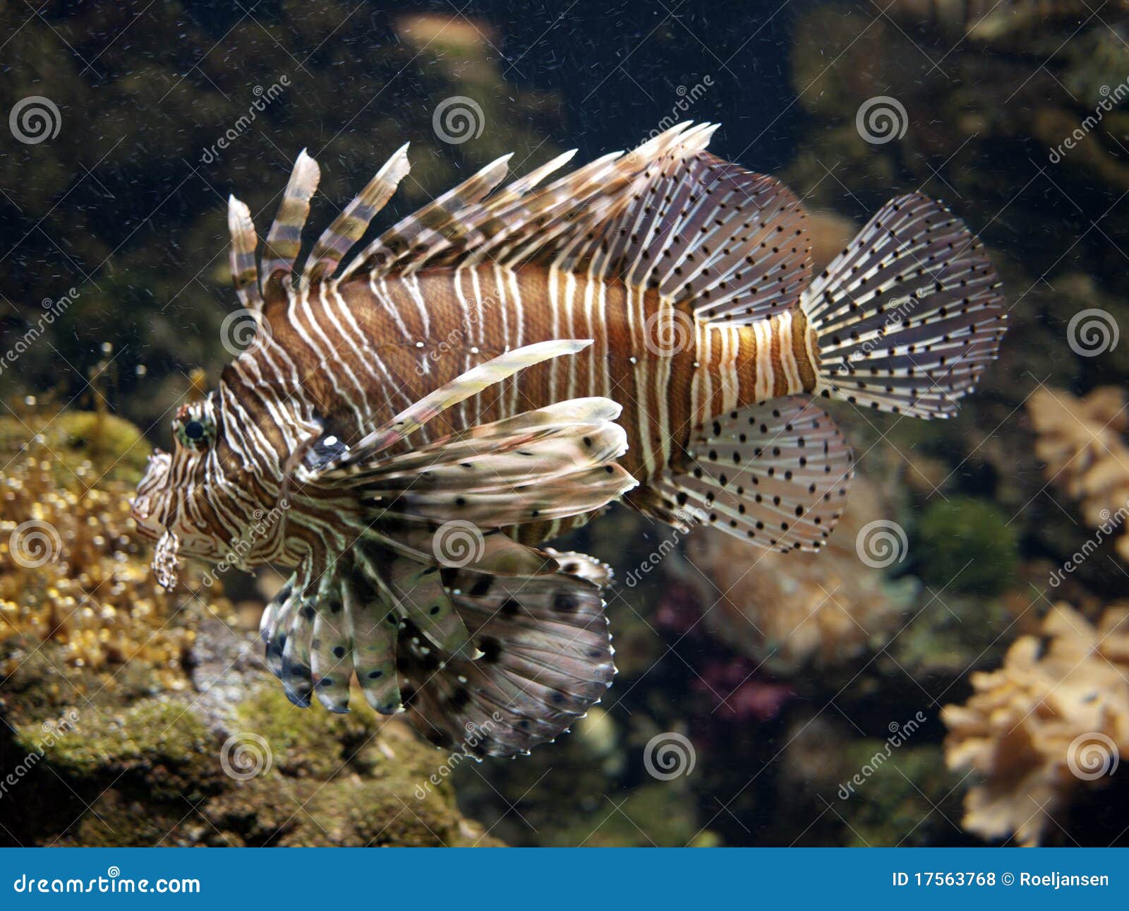 Lion Fish, Coral Reef Underwater. Stock Image | CartoonDealer.com ...
