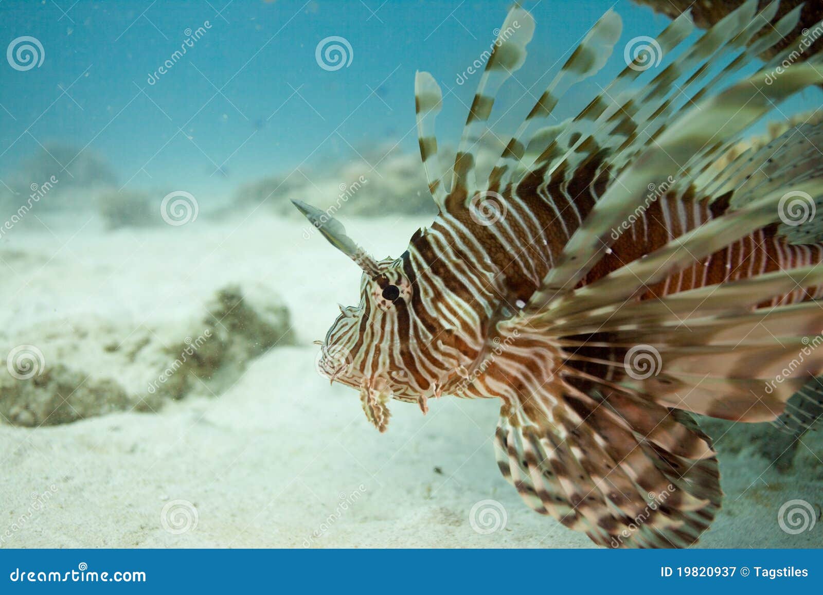 Lion fish stock image. Image of ocean, aquatic, holidays - 19820937