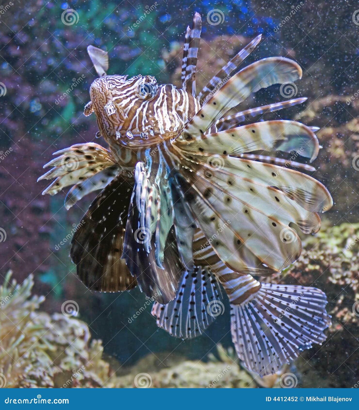 Lion fish 2 stock photo. Image of animal, peaceful, algae - 4412452
