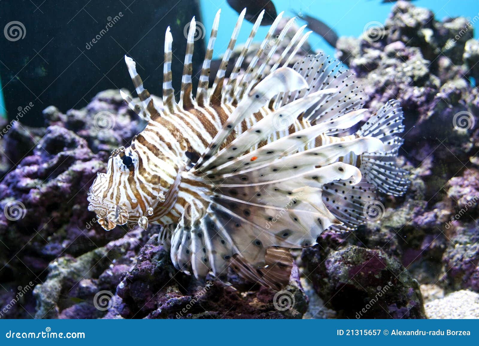 Lion Fish stock image. Image of blue, lionfish, dangerous - 21315657