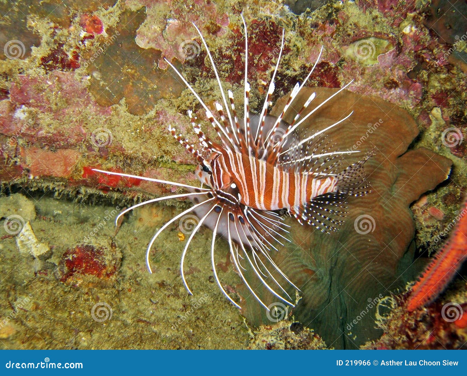 Lion fish stock photo. Image of marine, spiny, ocean, lion - 219966