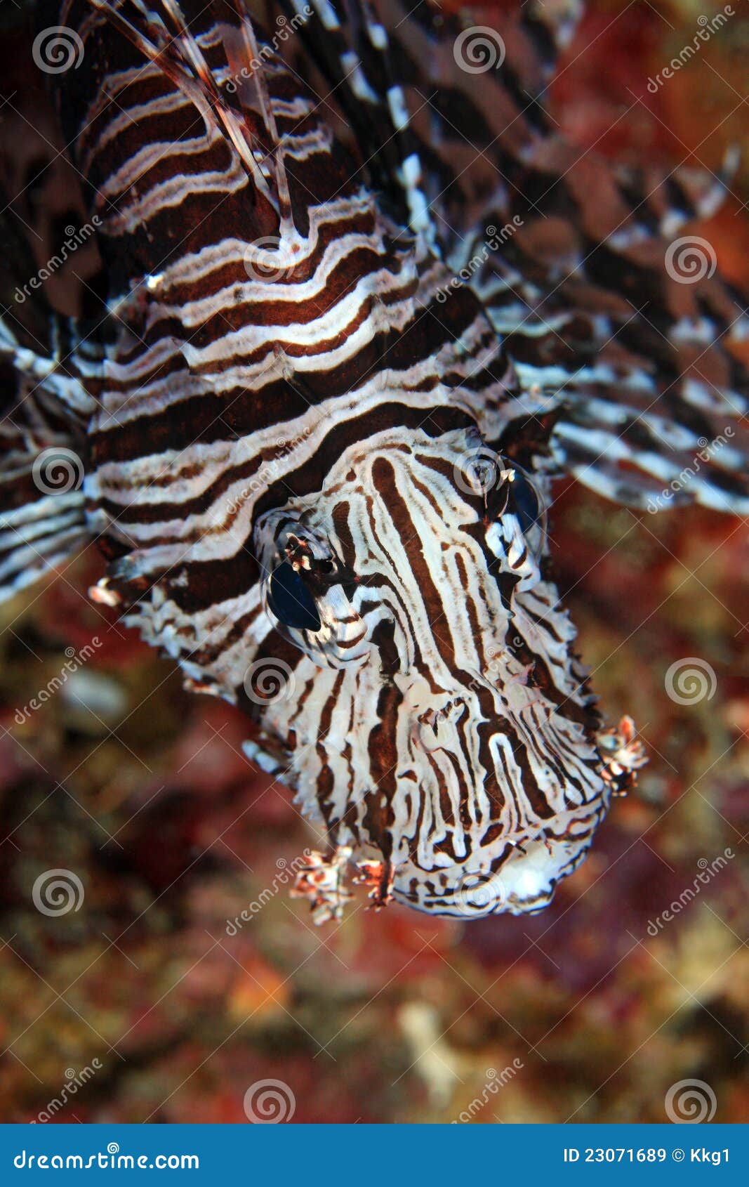 Lion fish stock image. Image of fish, deep, compact, advanced - 23071689