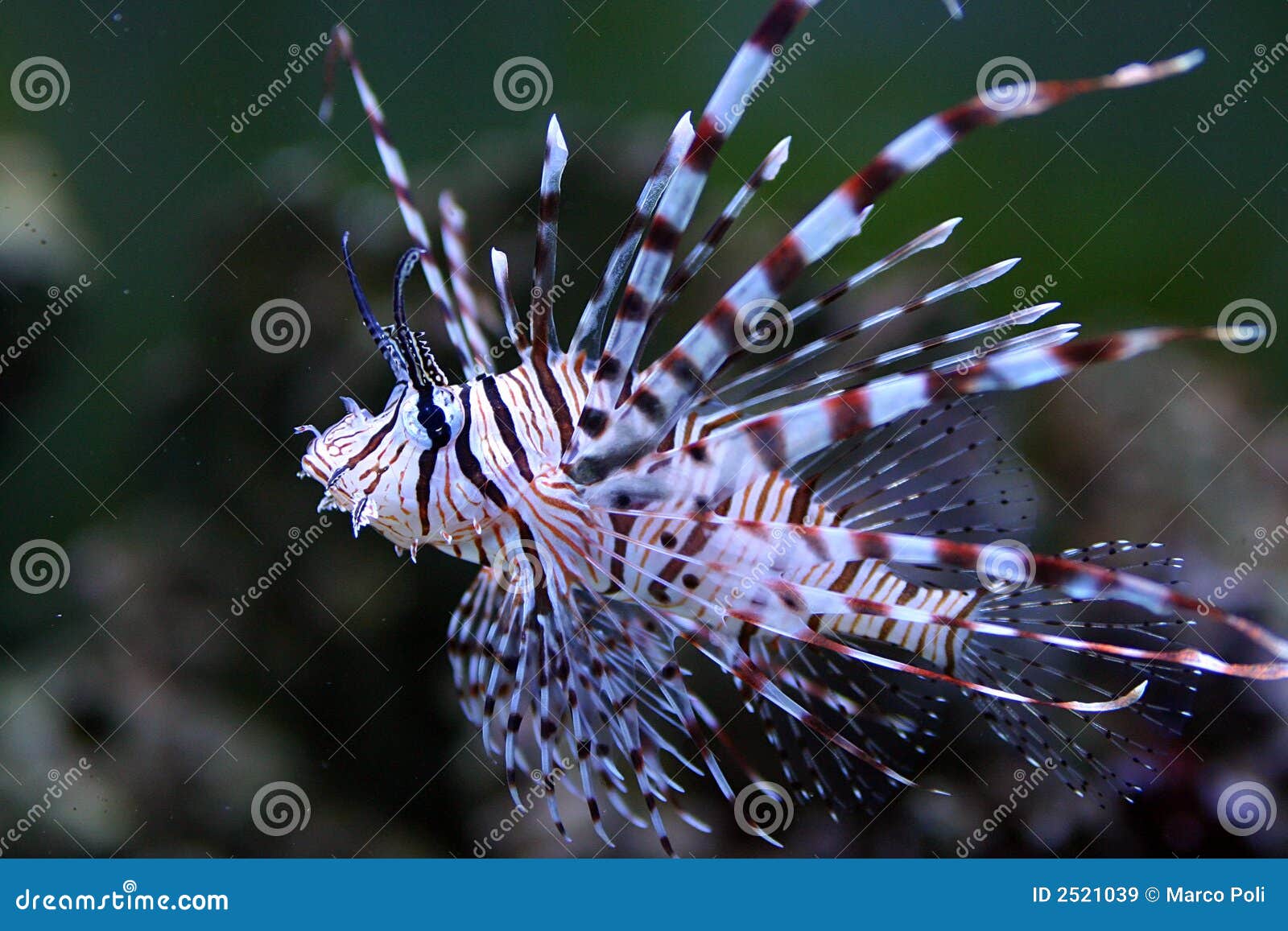 Lion fish stock image. Image of reefs, animal, fins, spines - 2521039