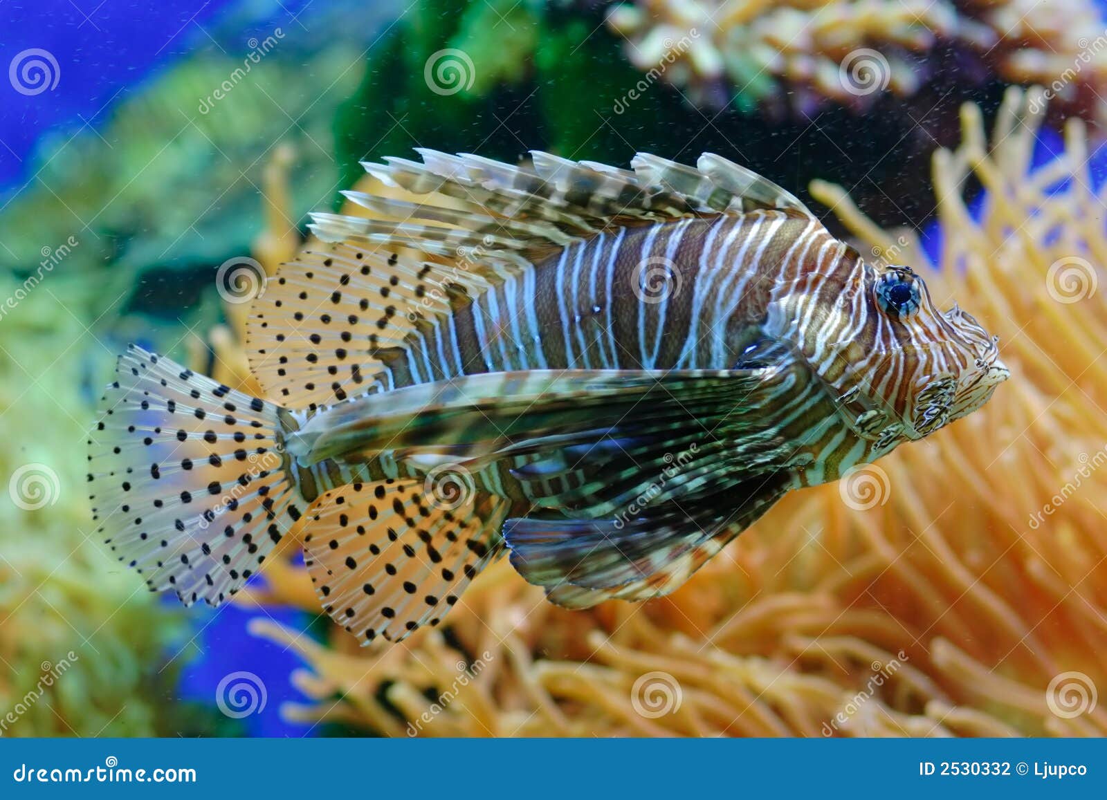 Lion fish stock photo. Image of blue, plant, lion, cute - 2530332