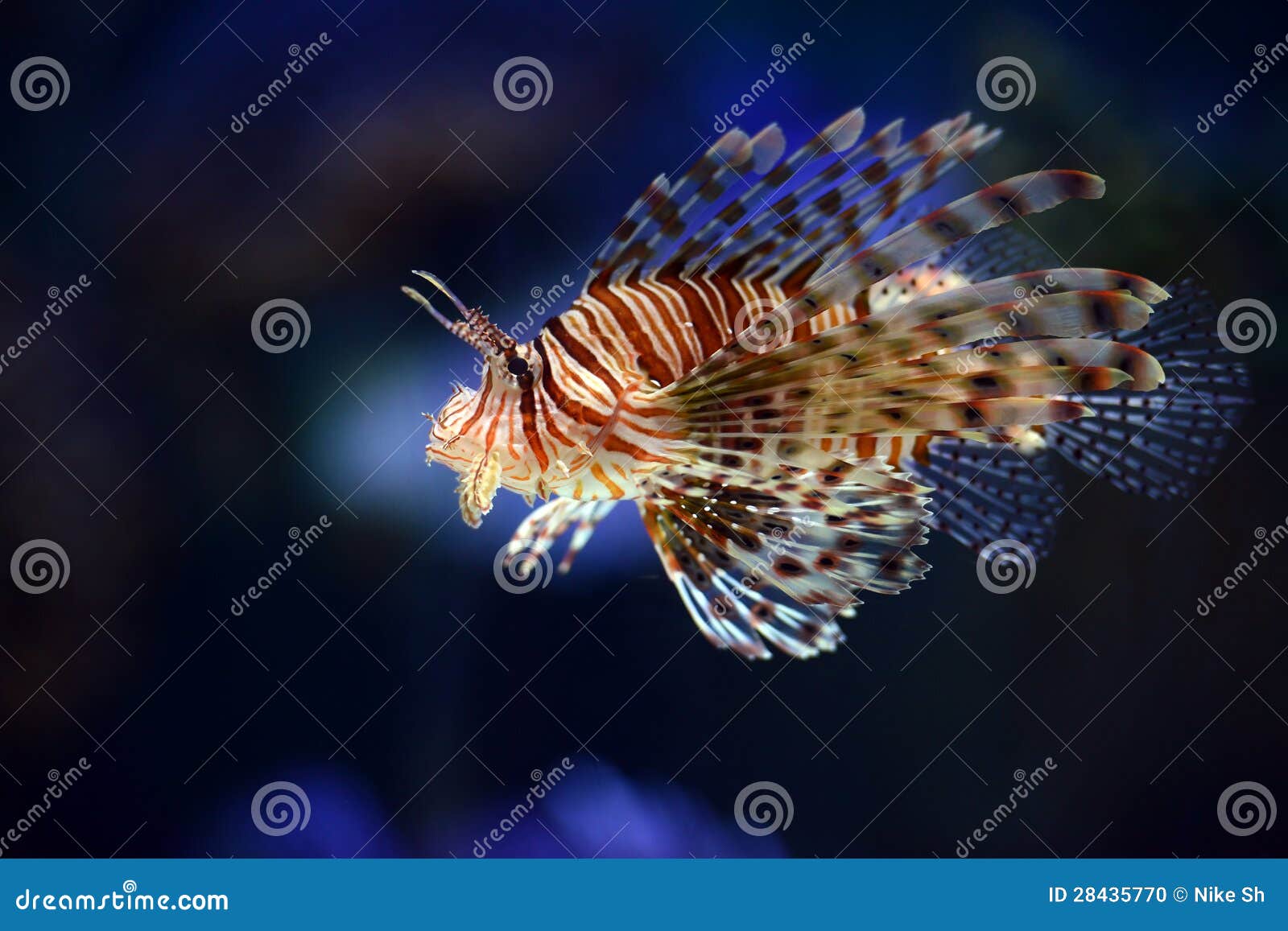 Lion Fish, Coral Reef Underwater. Stock Image | CartoonDealer.com ...