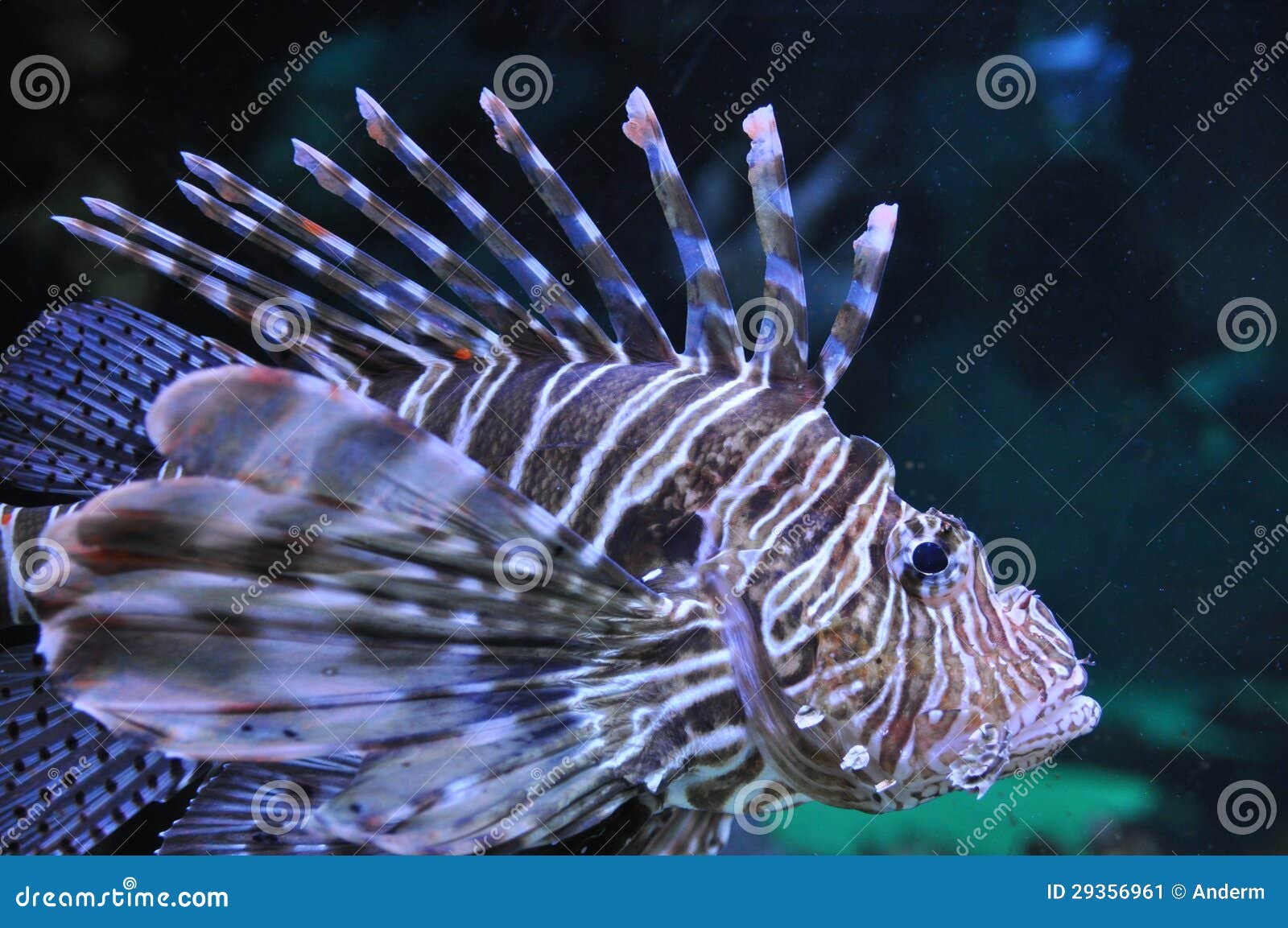 Lion fish stock image. Image of ocean, color, danger - 29356961