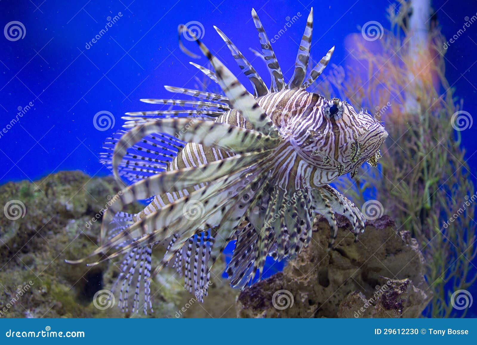 Lion Fish stock photo. Image of venomous, tropical, underwater - 29612230