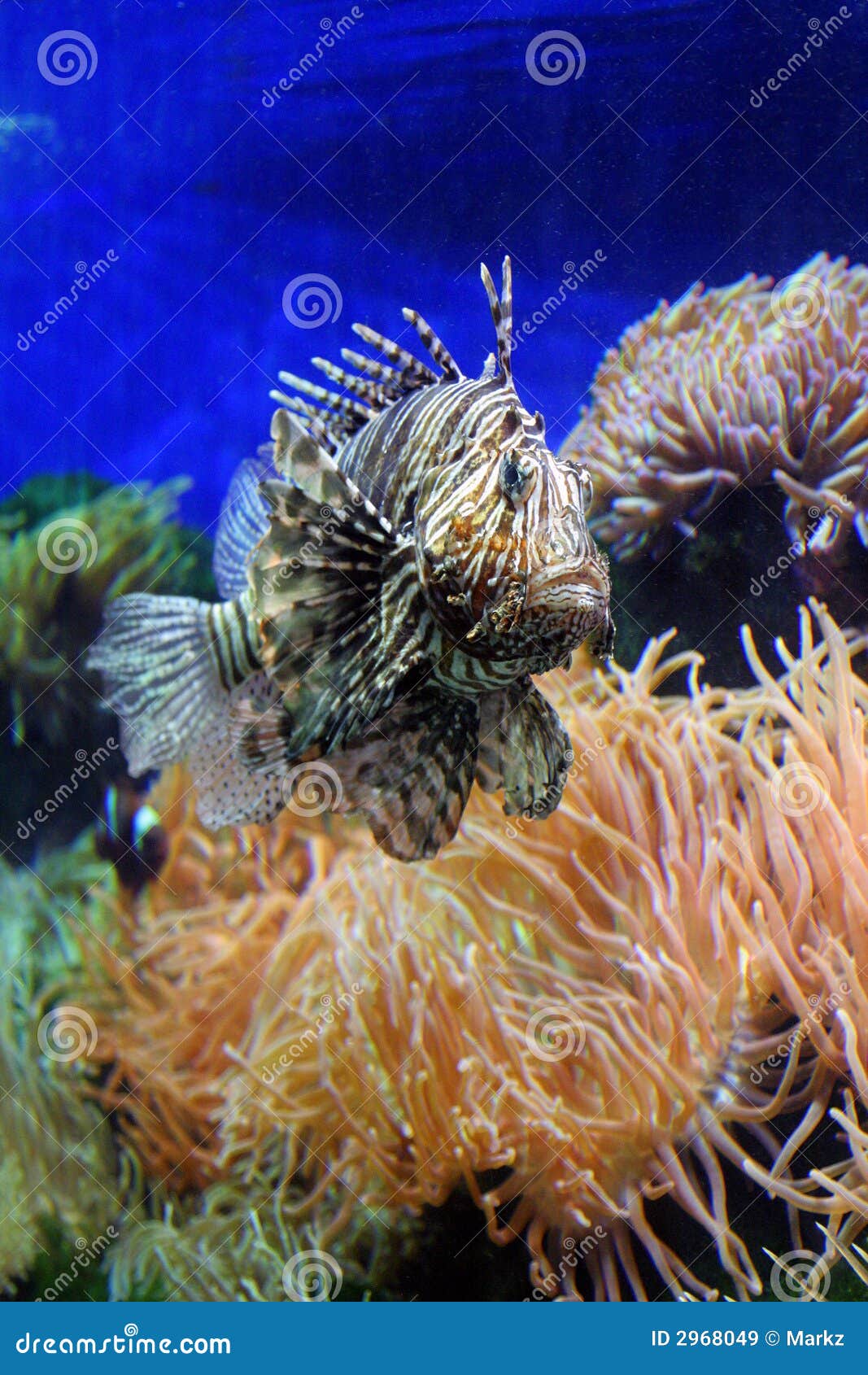 Lion fish stock image. Image of markz, oceanography, ocean - 2968049