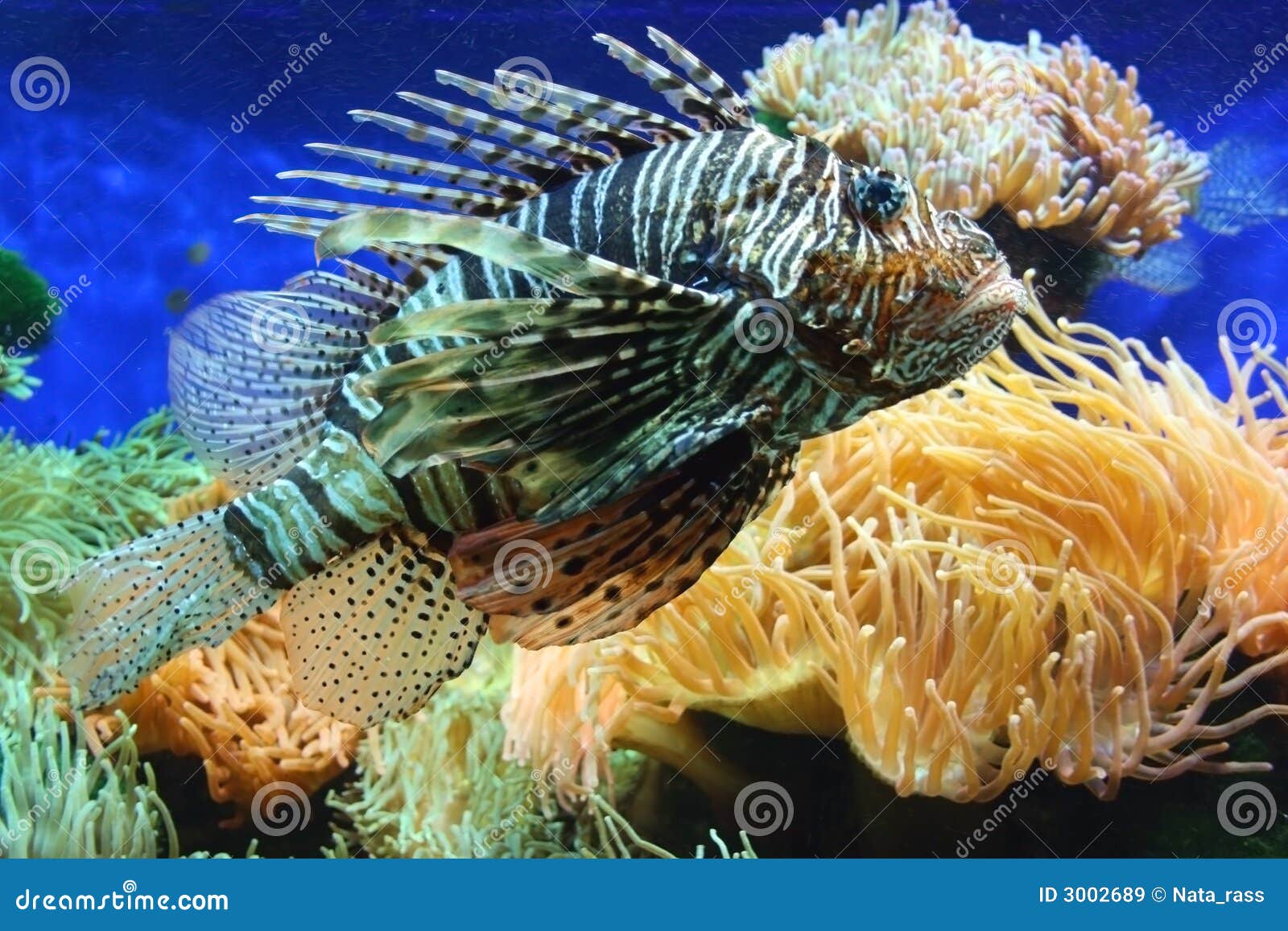 Lion fish stock image. Image of venomous, aquatic, fishtank - 3002689