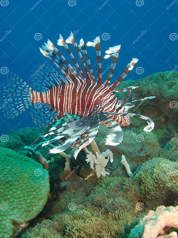 Lion Fish stock photo. Image of timor, tropical, water - 313582
