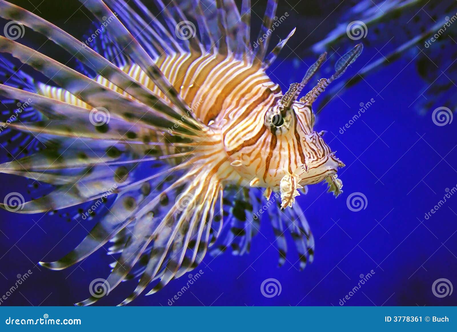 Lion fish stock image. Image of nature, adventure, aquarium - 3778361