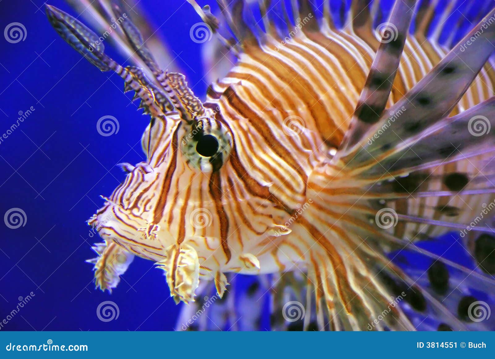 Lion fish stock image. Image of reef, diving, marine, environmental ...