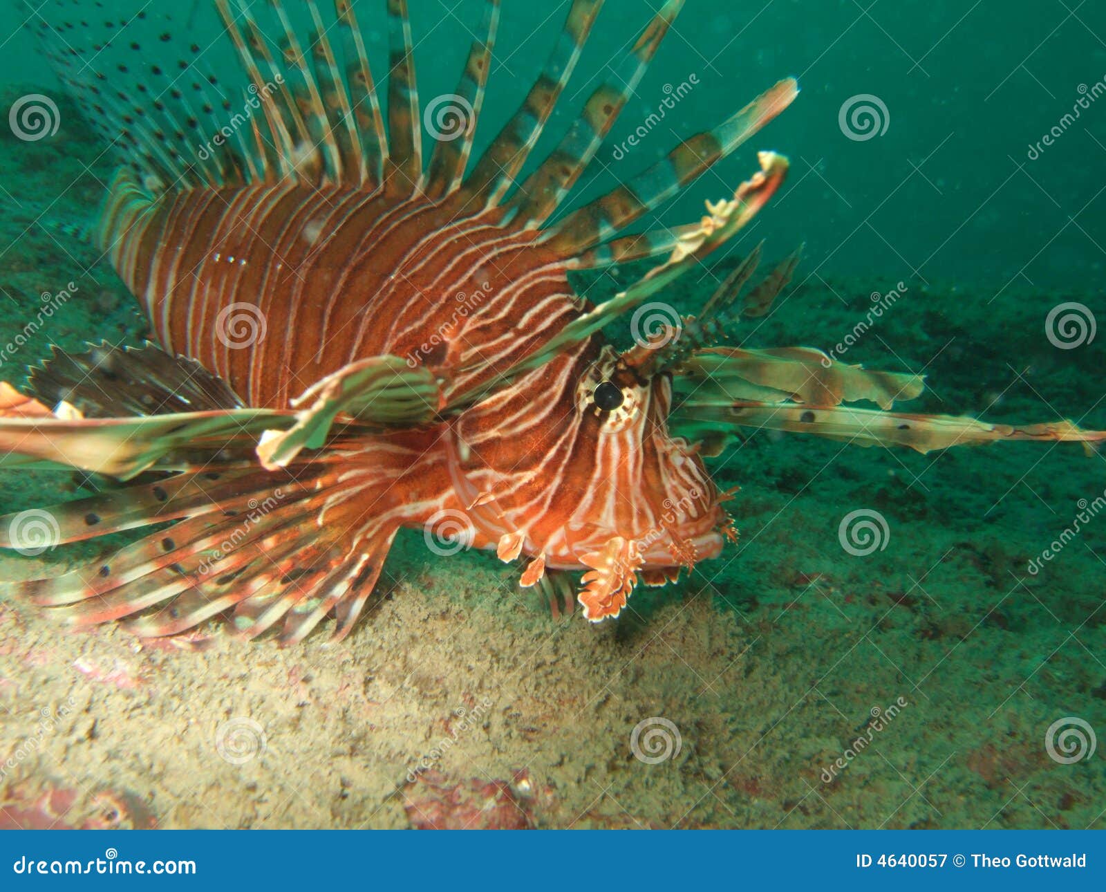 Lion fish stock image. Image of pterois, fish, nature - 4640057
