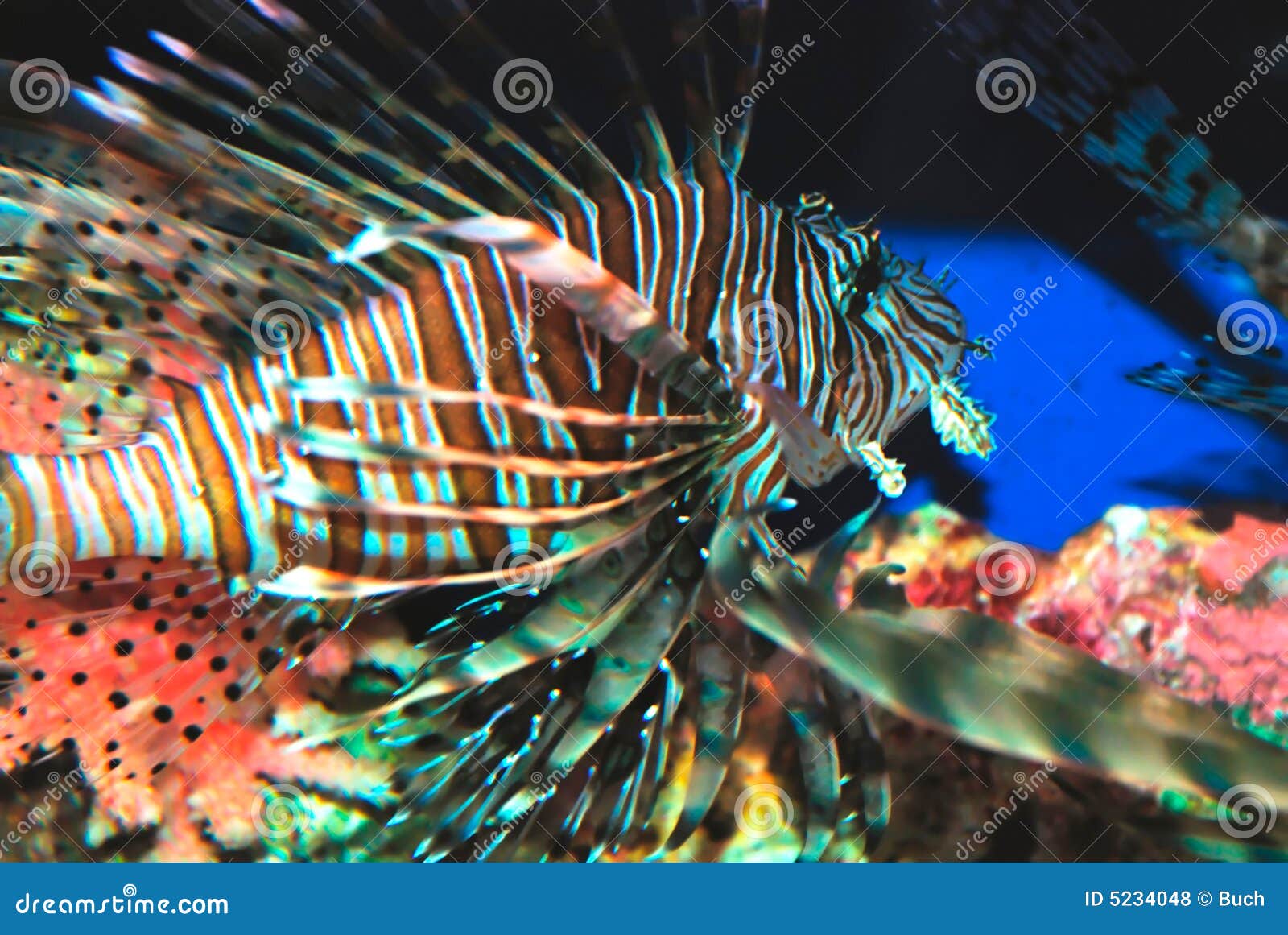 Lion fish stock photo. Image of vacations, ocean, natural - 5234048