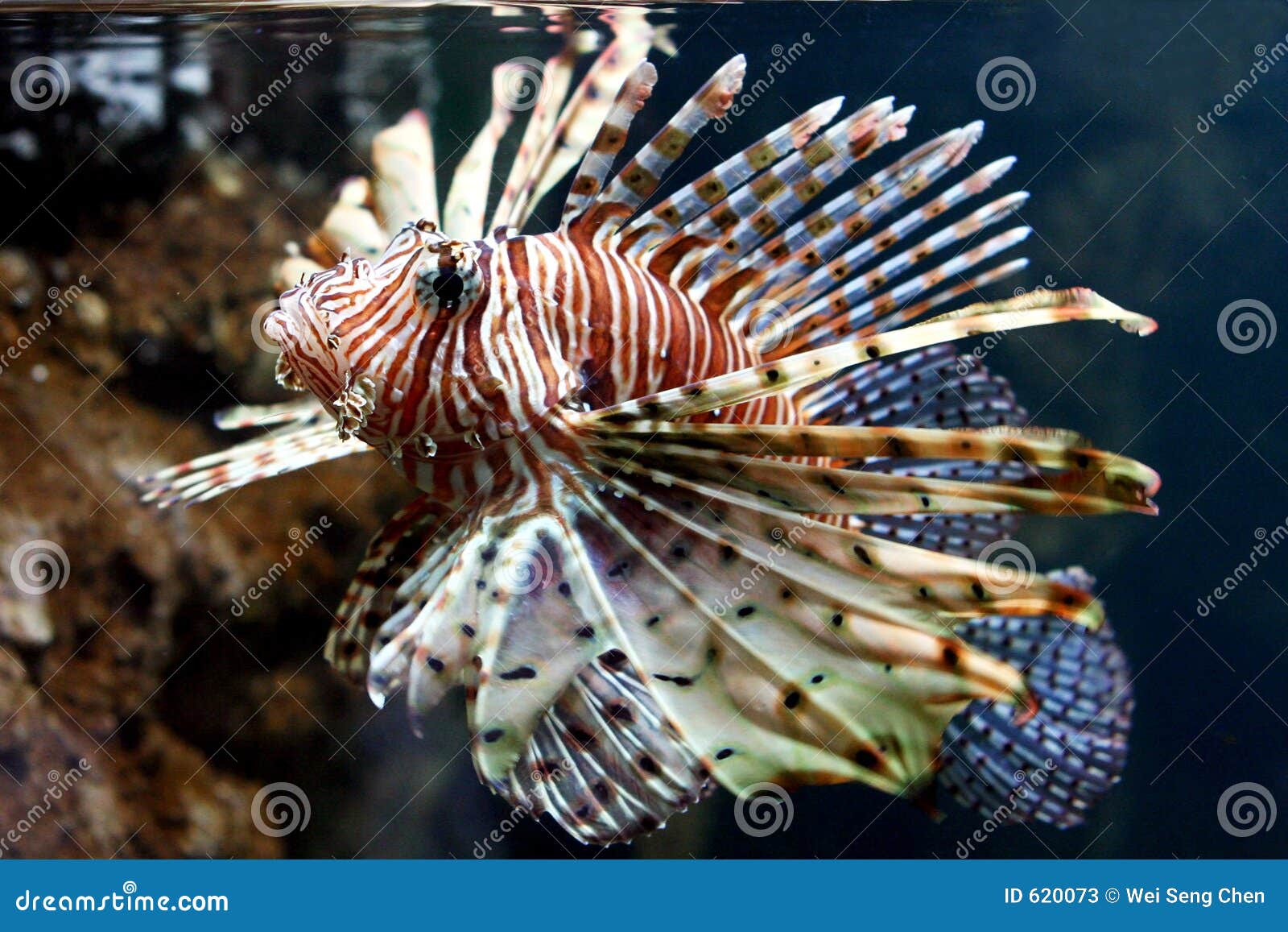 Lion fish stock image. Image of spines, animal, venomous - 620073