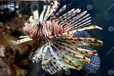 Lion fish stock image. Image of spines, animal, venomous - 620073