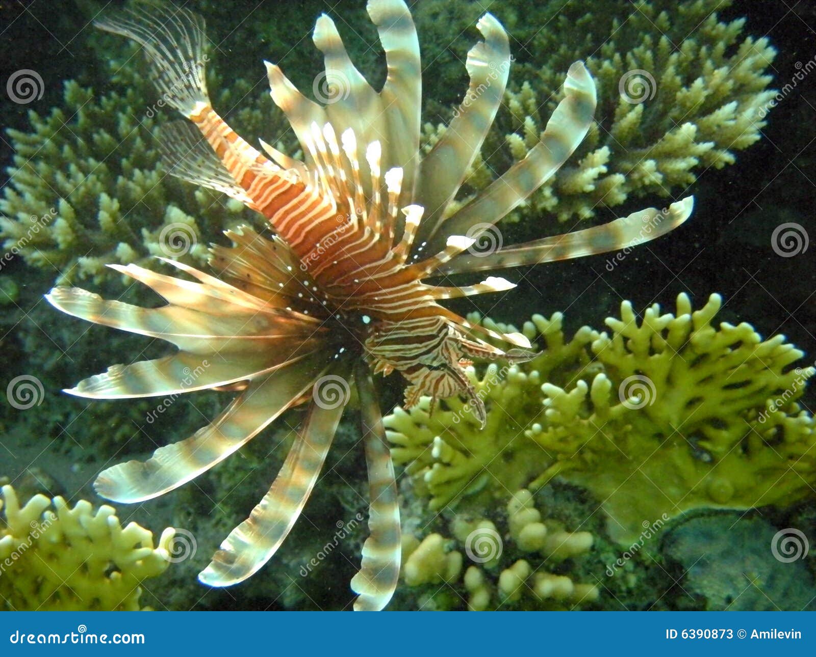 Lion Fish In The Red Sea. Royalty-Free Stock Photography ...