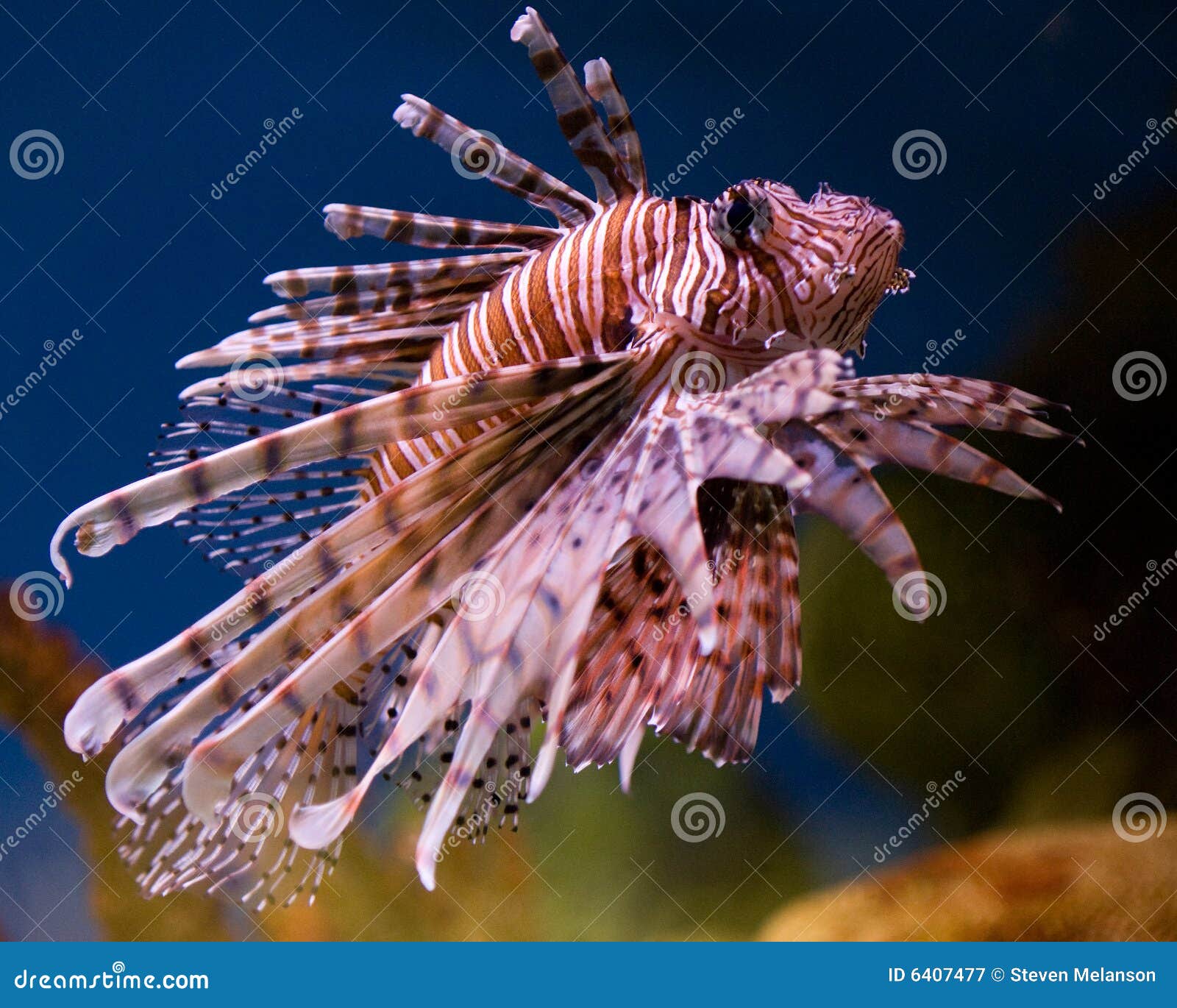 Lion fish stock image. Image of lion, fish, dart, water - 6407477
