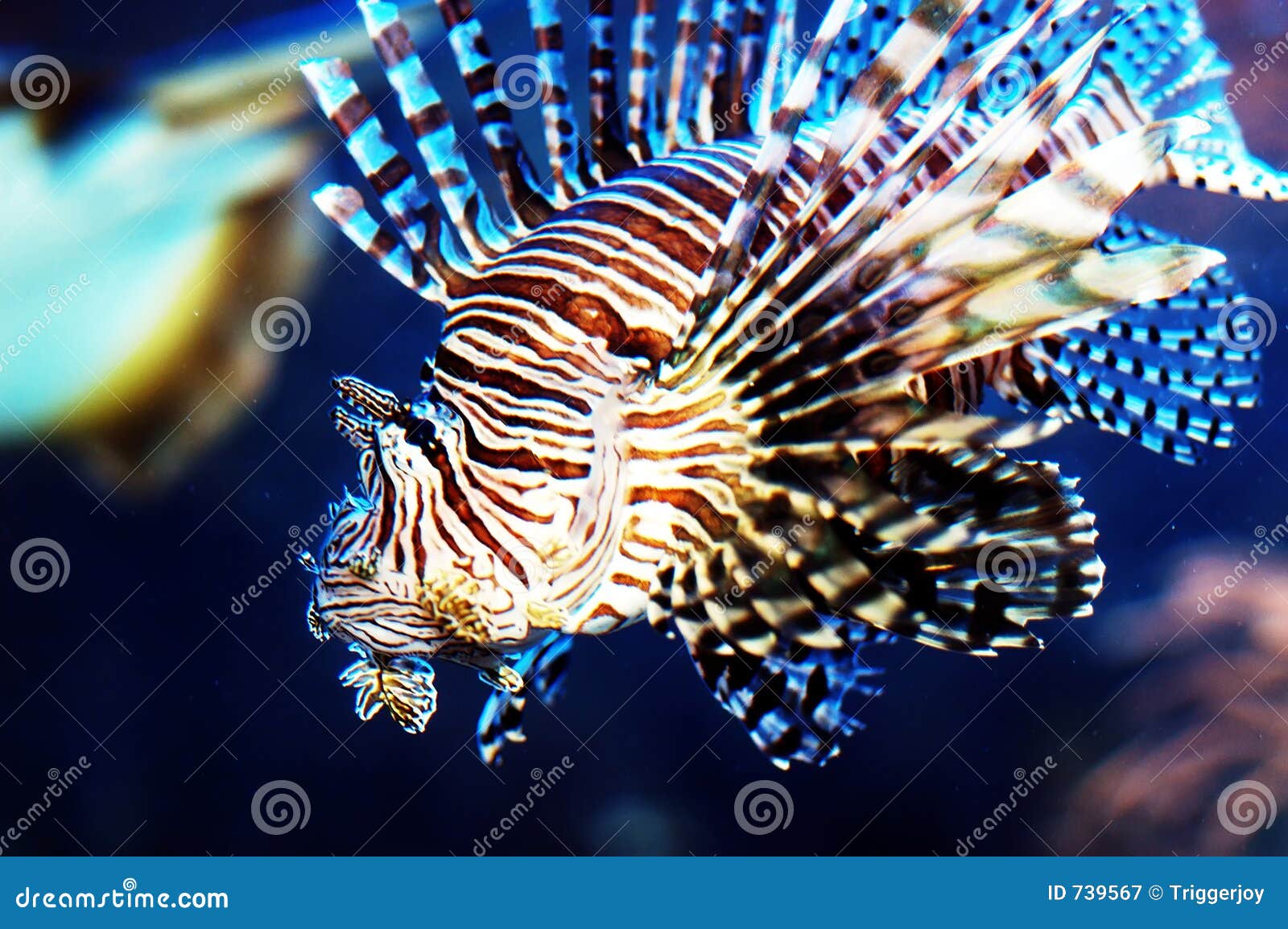 Lion Fish stock image. Image of aquarium, flab, fins, orange - 739567