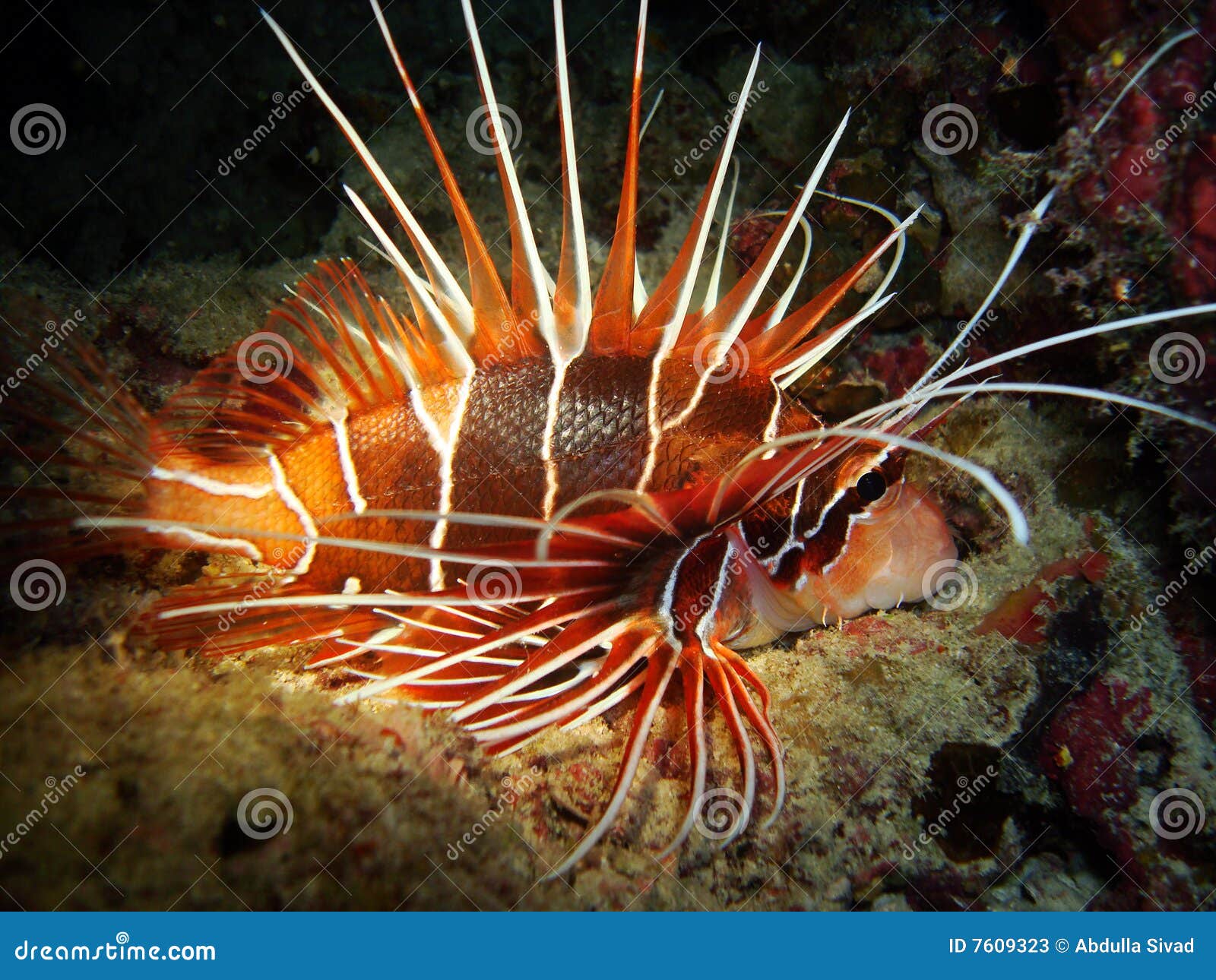 Lion fish stock image. Image of life, lion, fish, lagoons - 7609323
