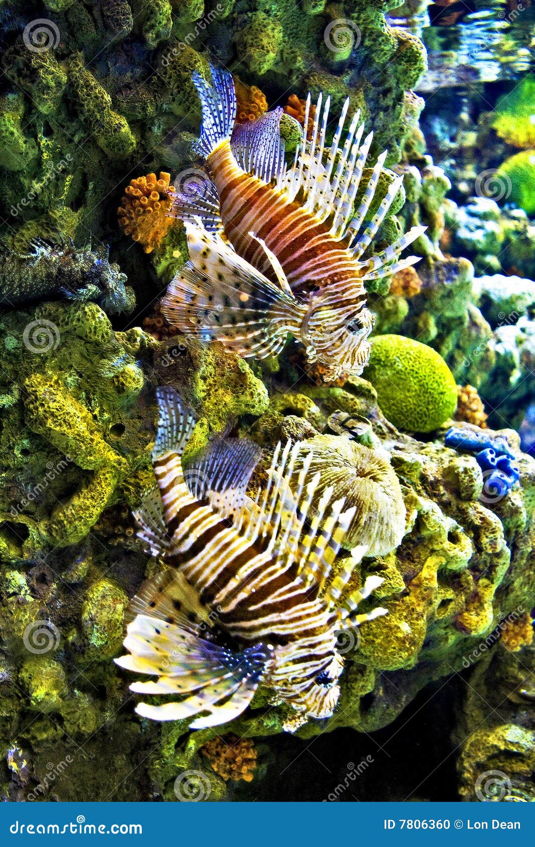 Lion Fish stock photo. Image of thorn, aquarium, tropical - 7806360