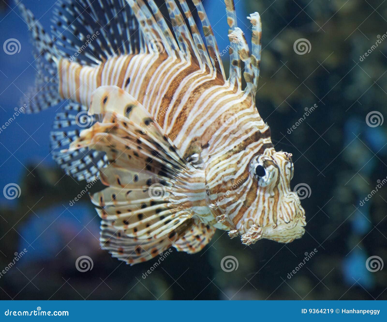 Lion fish stock image. Image of aquarium, lion, underwater - 9364219