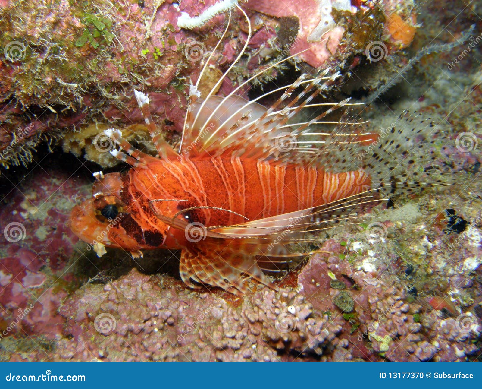 Lion fish Antennata stock photo. Image of green, marine - 13177370