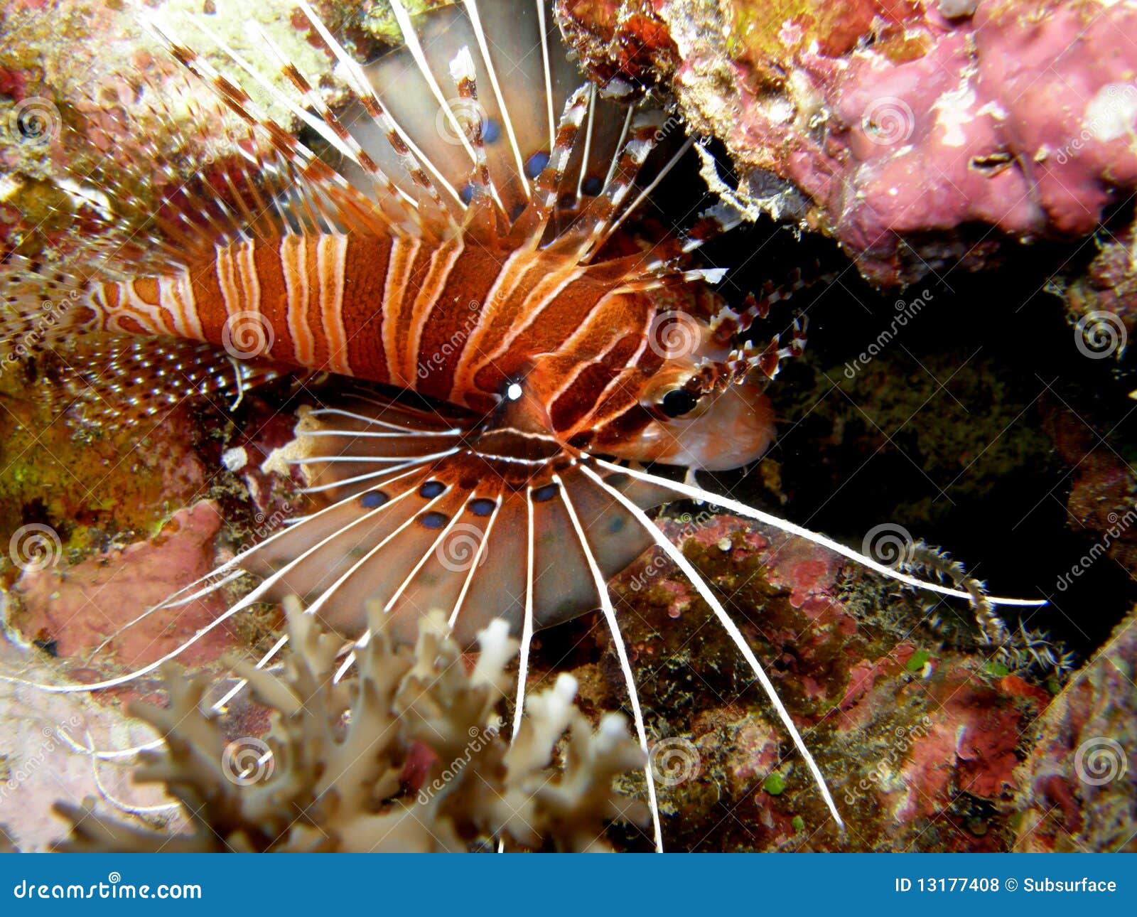 Fiji Blue Damselfish - Chrysiptera Taupou Stock Photo | CartoonDealer ...
