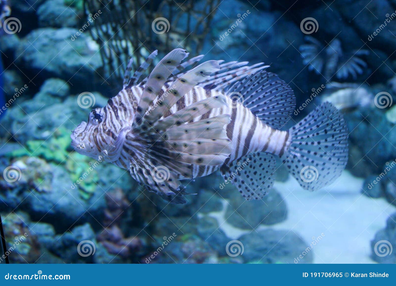 Lion fish,aquarium fish stock image. Image of boxed - 191706965