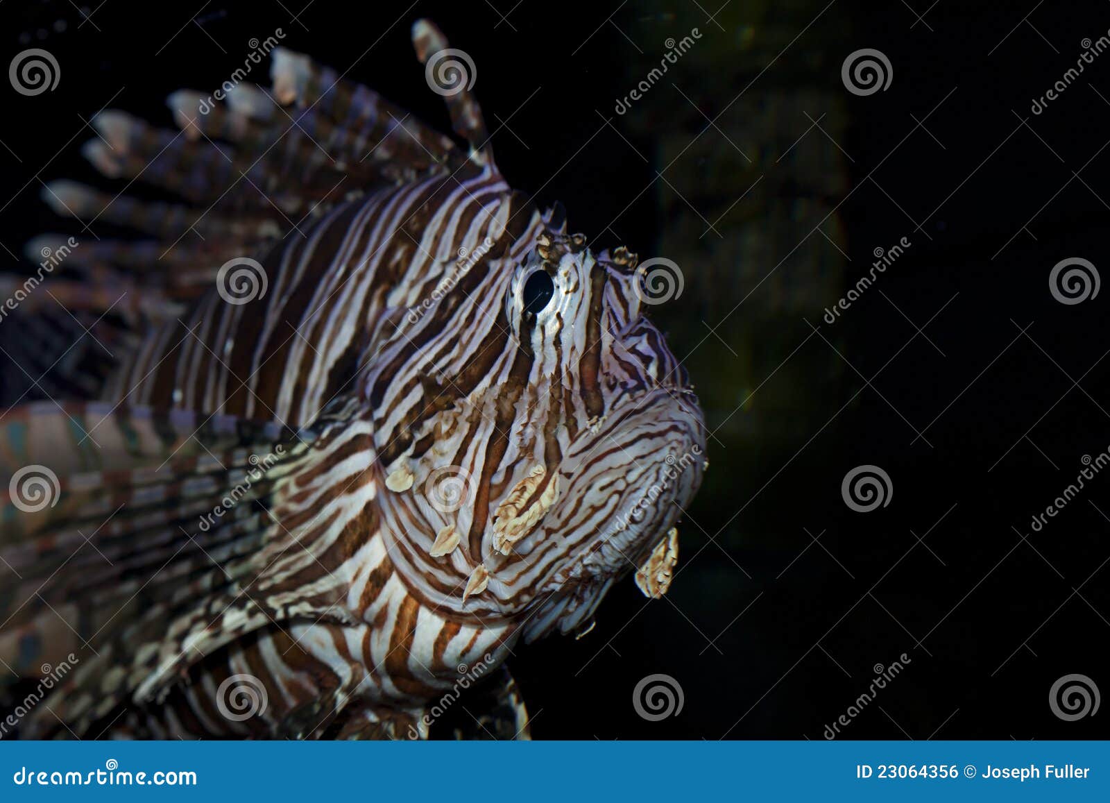 Lion fish in aquarium stock photo. Image of predators - 23064356