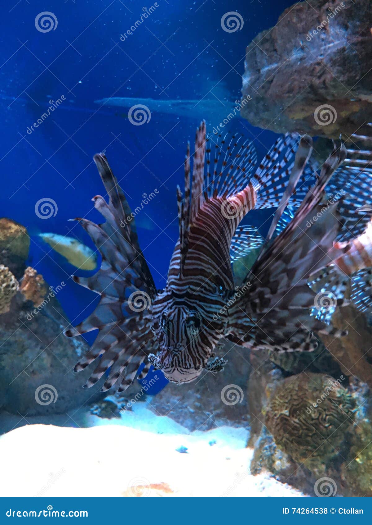 Lion Fish stock photo. Image of water, sanctuary, coral - 74264538