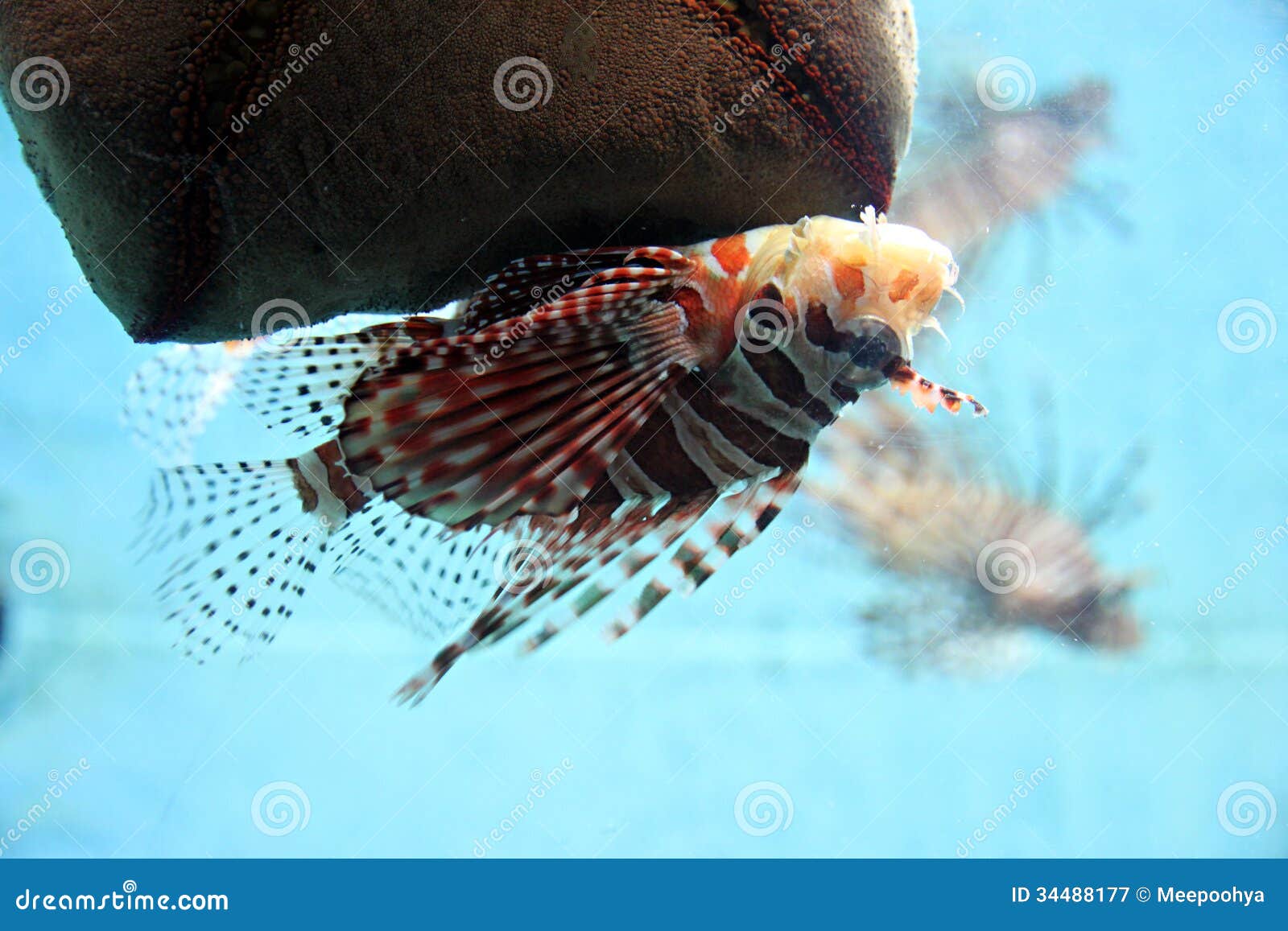 Lion-fish in aquarium. stock image. Image of attraction - 34488177