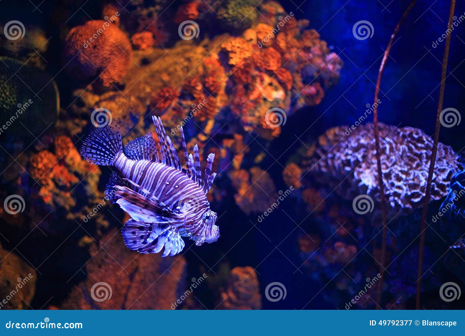 Lion fish in aquarium stock image. Image of fish, lionfish - 49792377