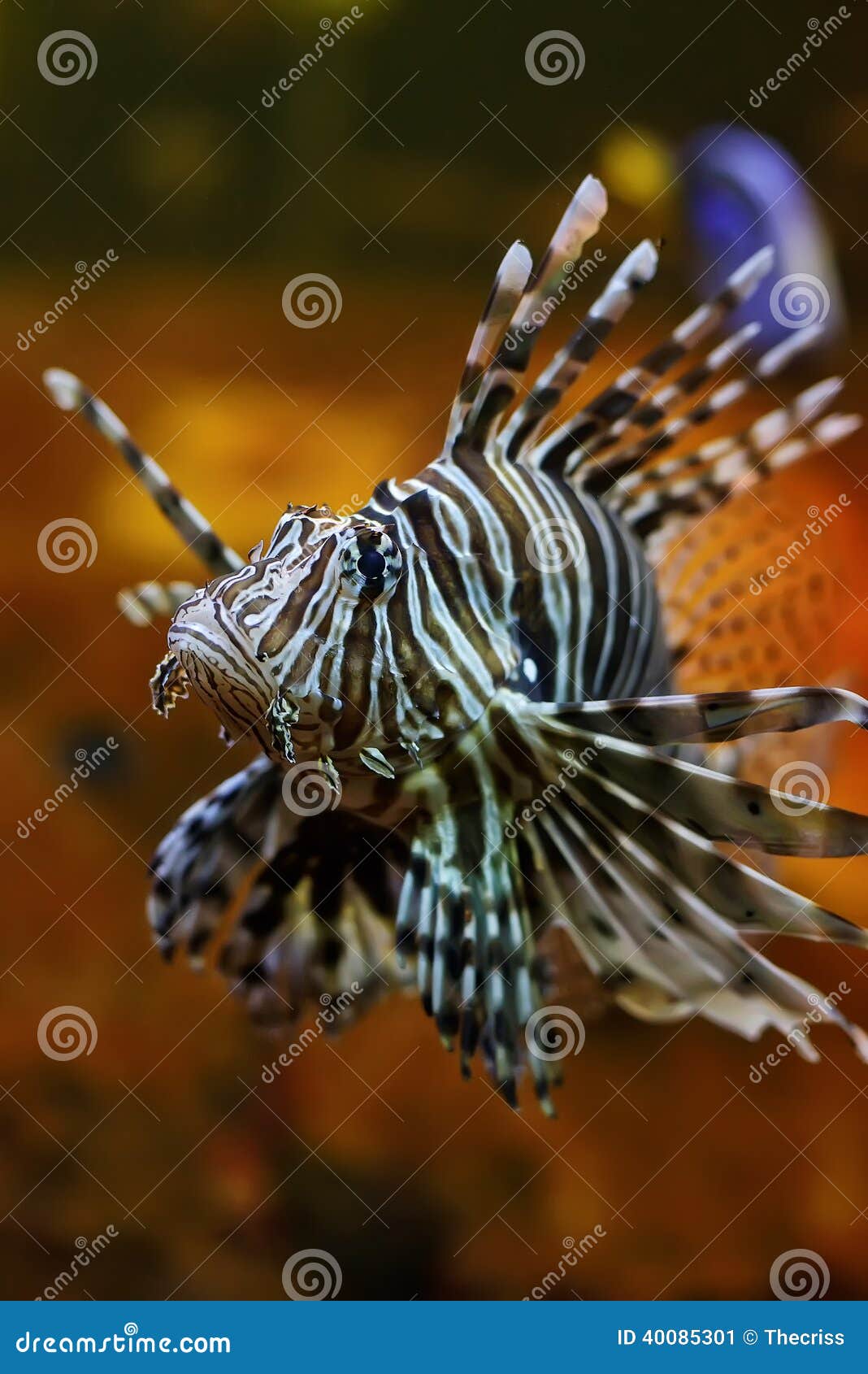 Spiney Fish Known As The Striped Burrfish Swimming Underwater Royalty ...
