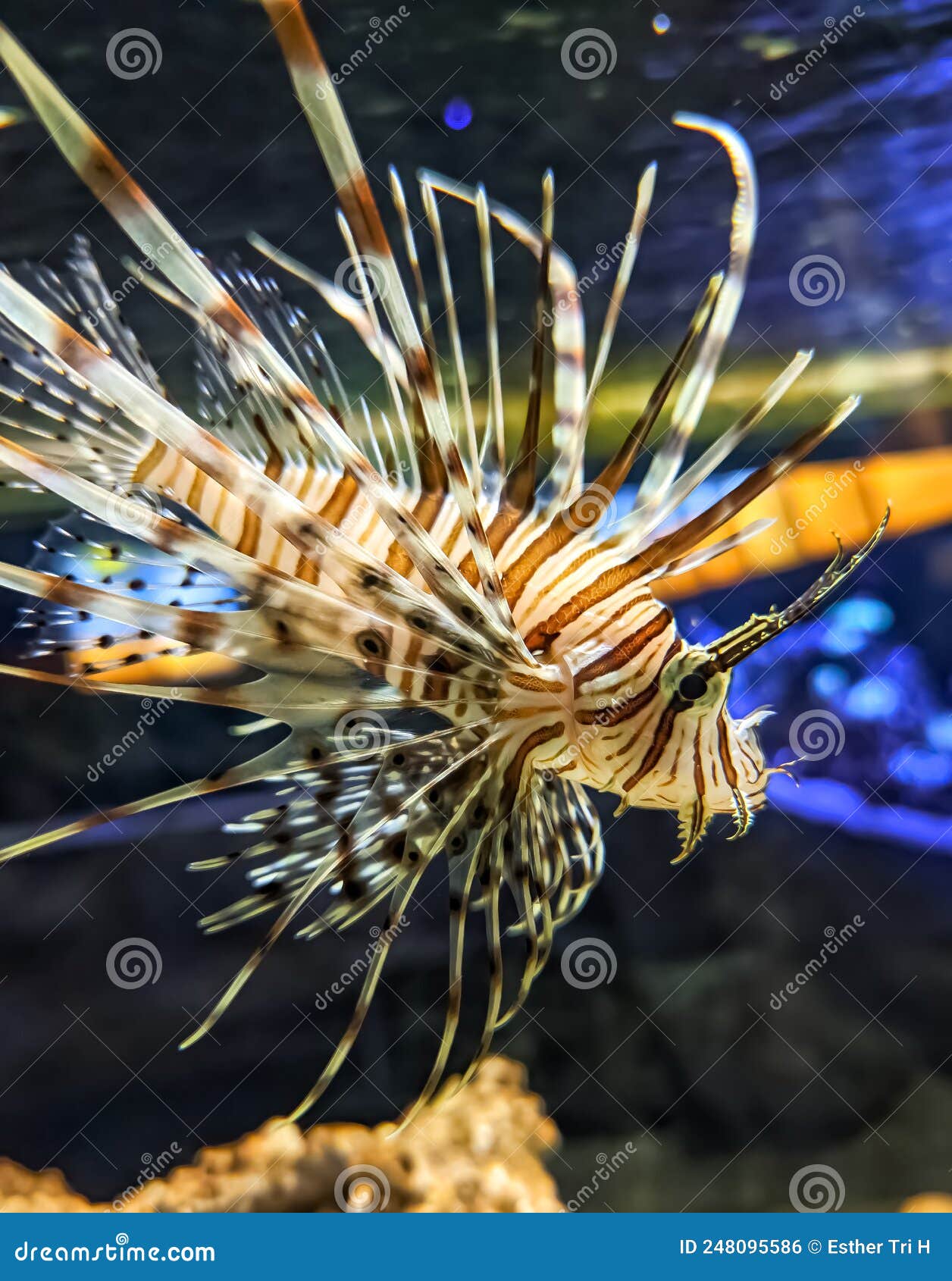Lion Fish on the Aquarium Tank Stock Photo - Image of beautiful ...