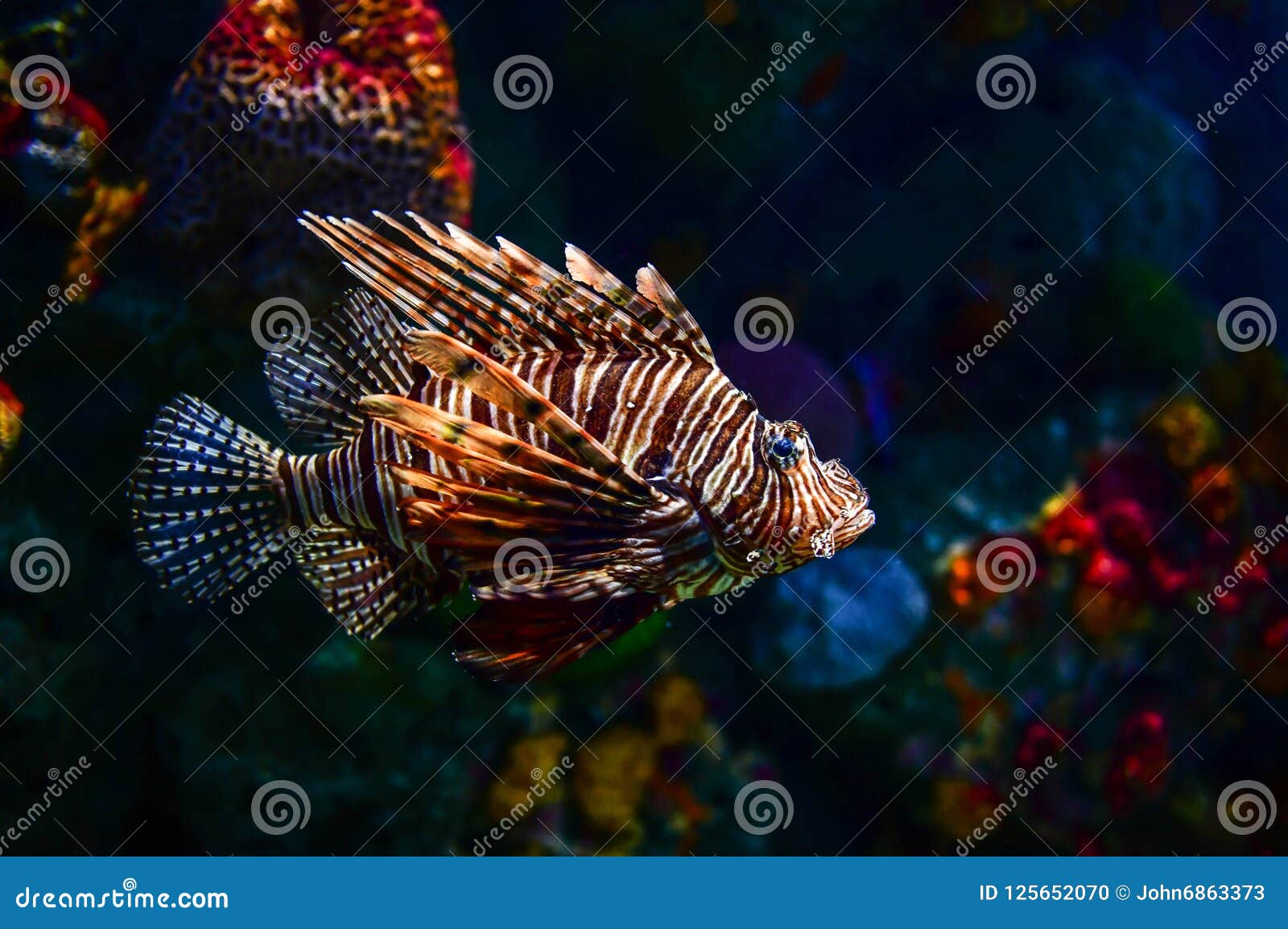 Lion fish in aquarium tank stock photo. Image of environment - 125652070