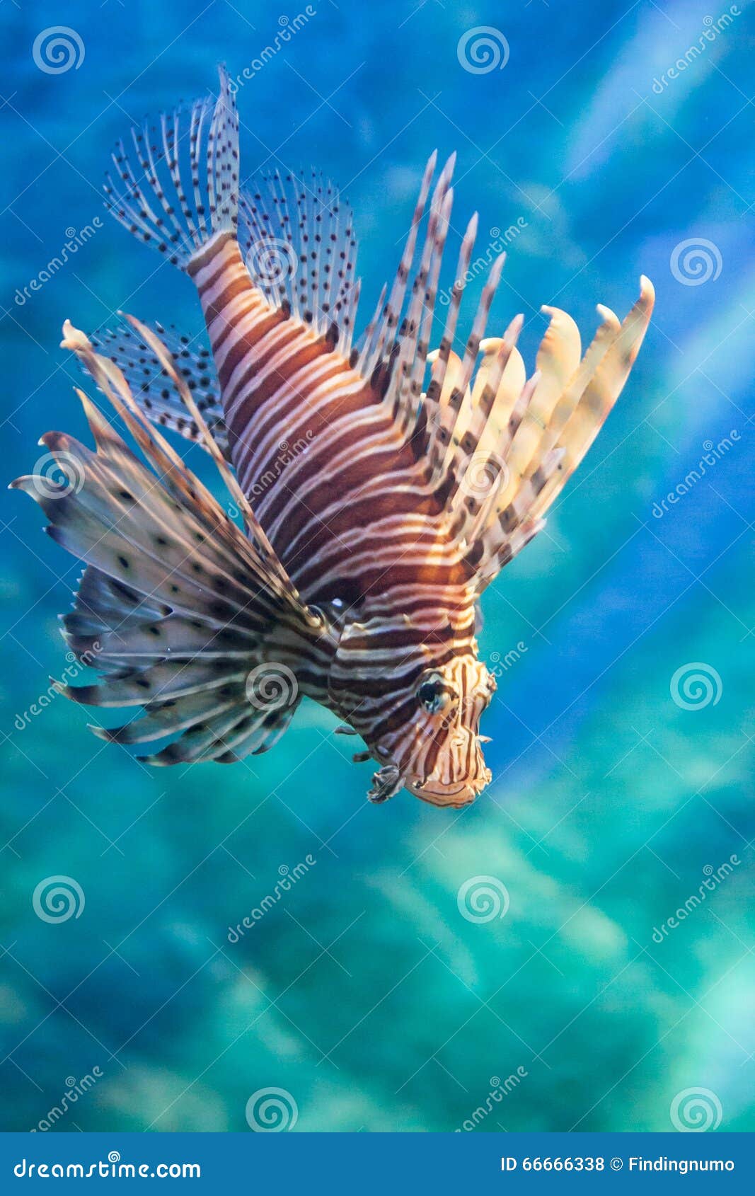 Lion fish in blue ocean stock photo. Image of lion, recreation - 66666338